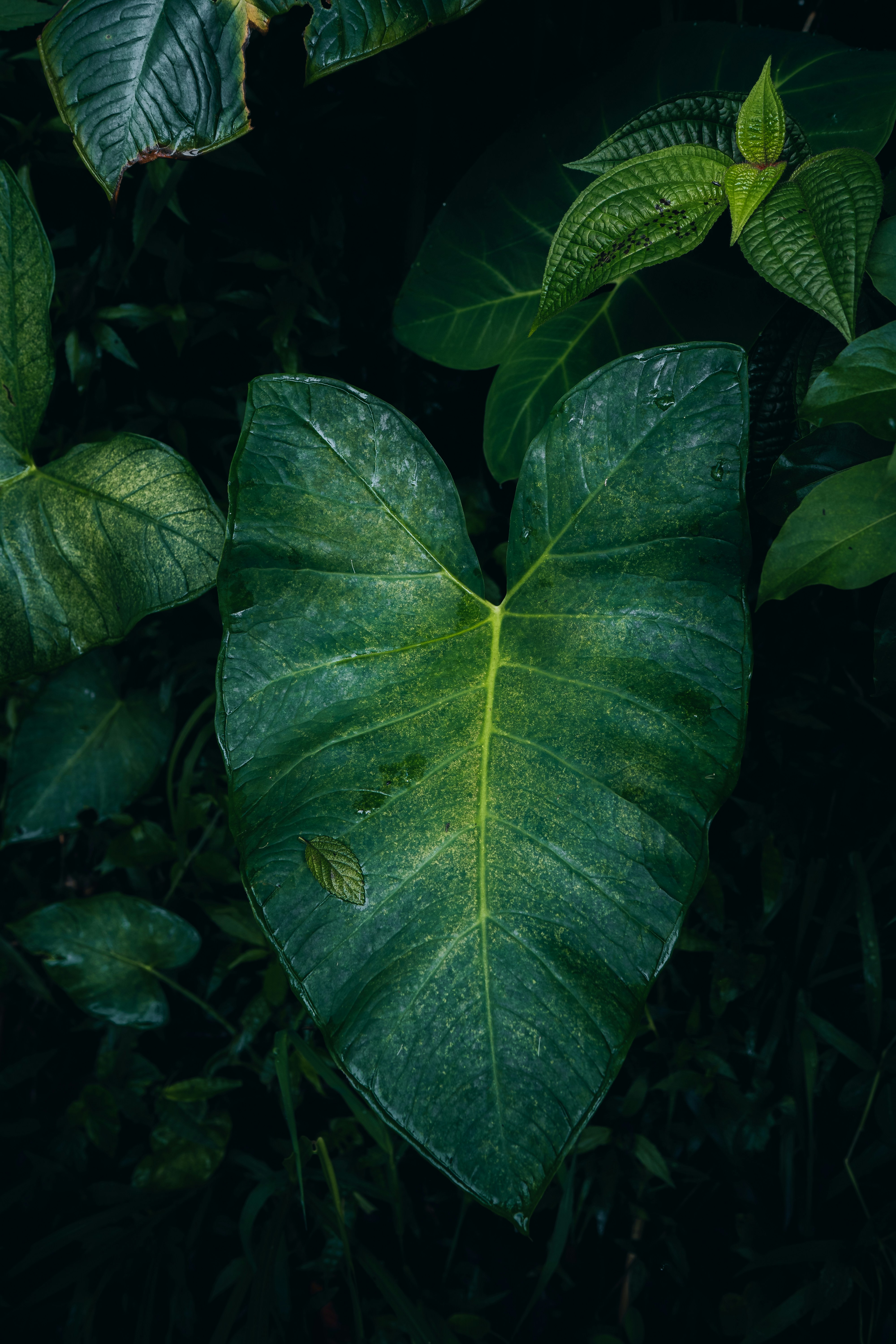 Vein-Cleaved Emerald: A Heart-shaped Leaf in Deep Shade