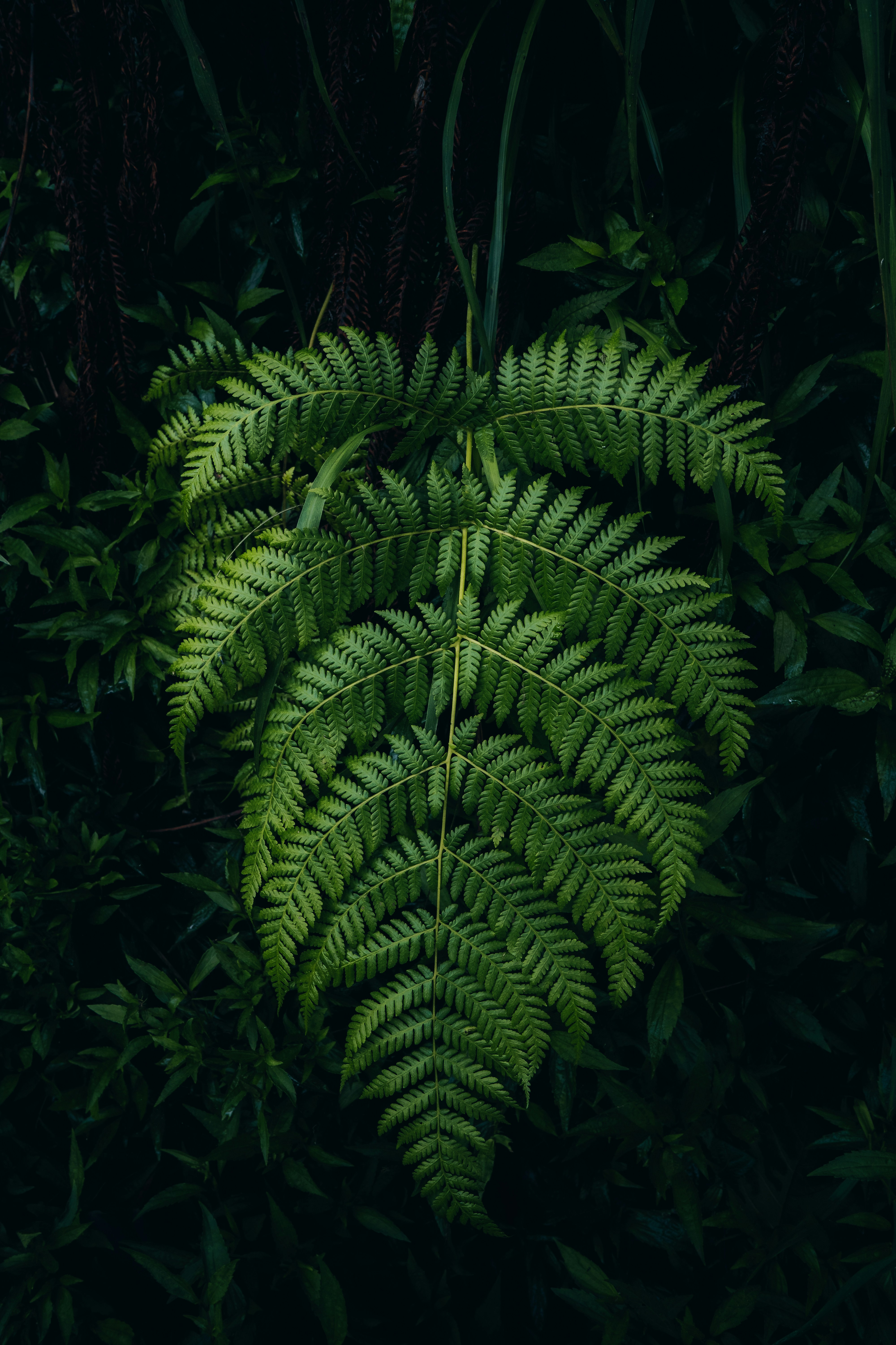 Luminous Fern Frond: A Night Walk Through Green Shadows