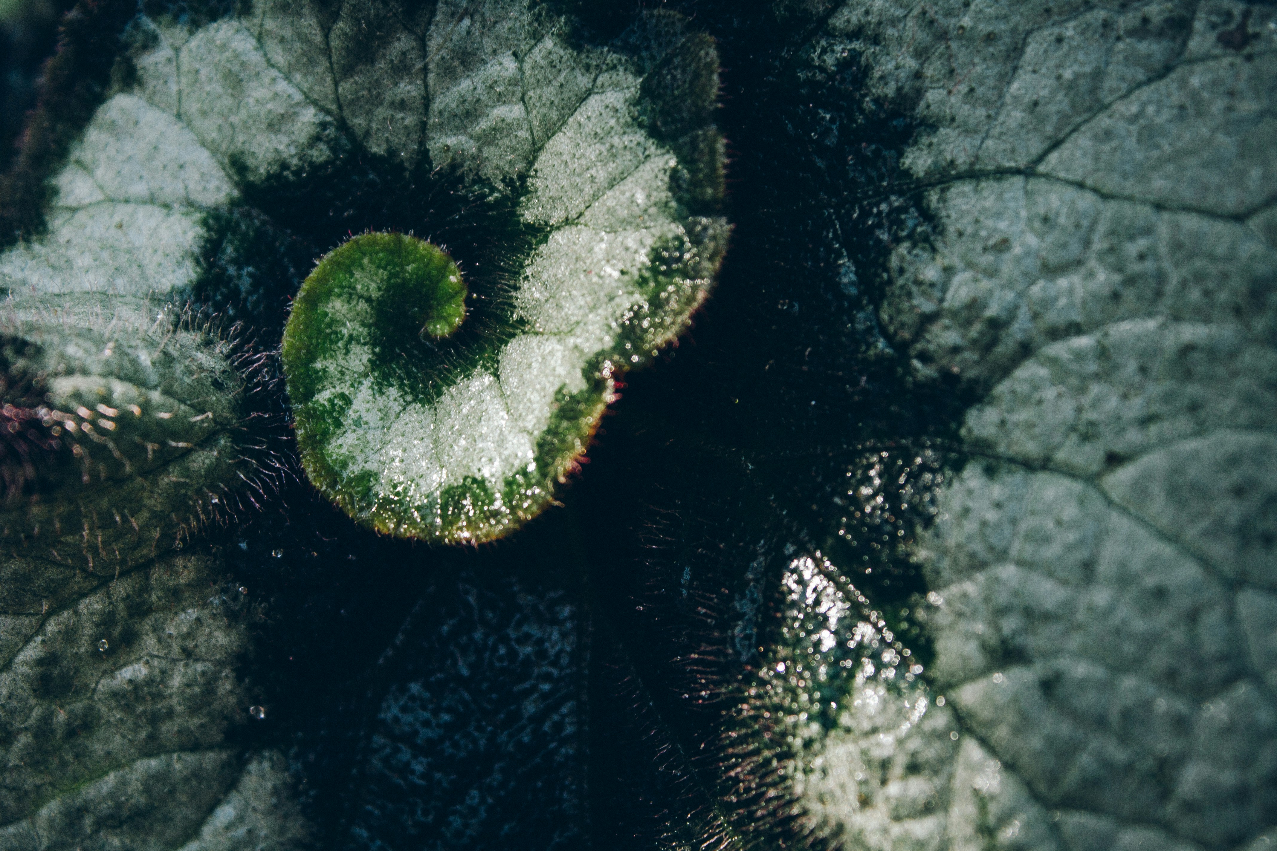 Close-up of a curled fern frond unfurling amid deep textured leaves, highlighting intricate hairs and dew-like glints; a natural macro composition emphasizing fine surface detail and organic spiral rhythm.