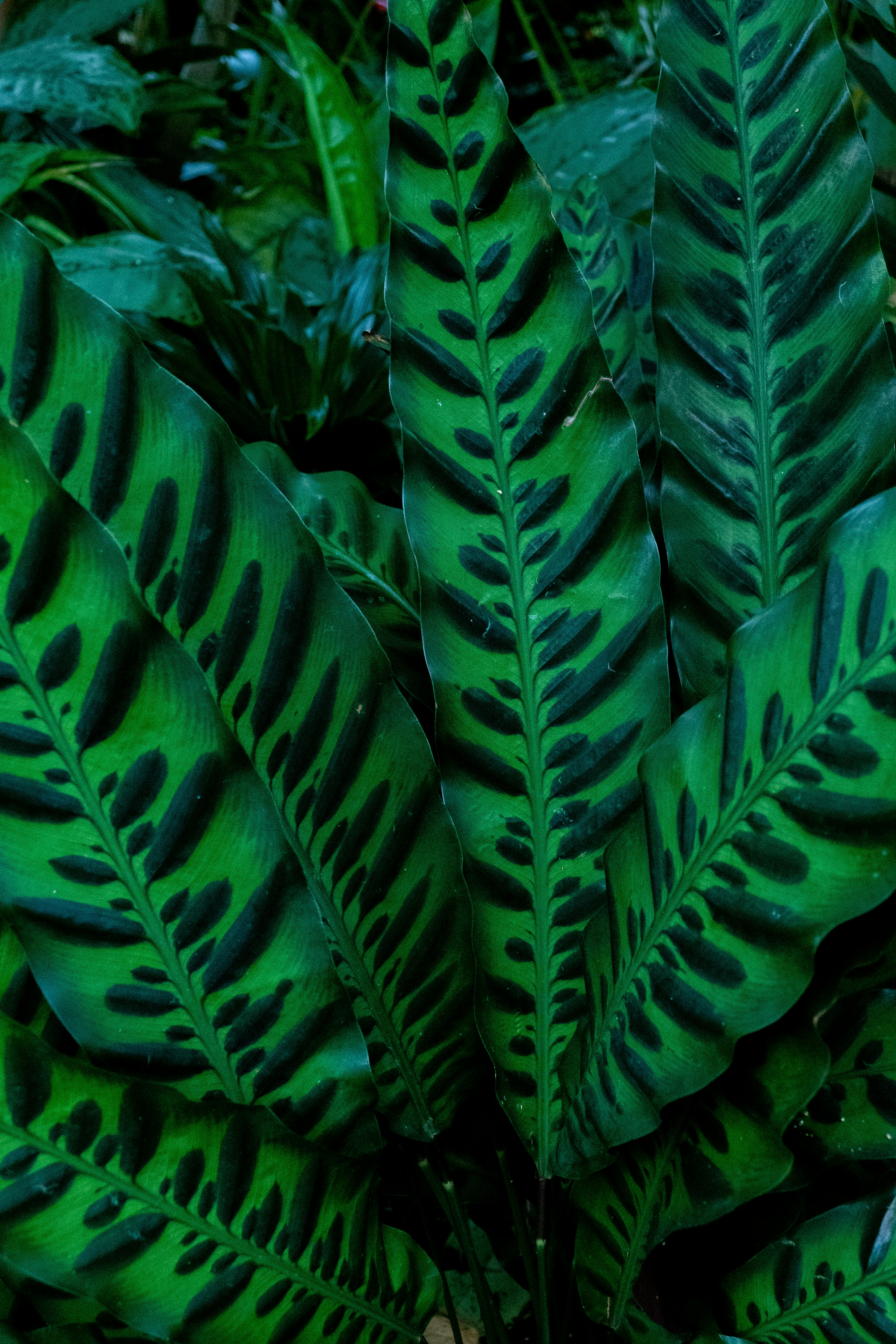 Emerald Veins: Close-Up of Zebra Plant Leaves