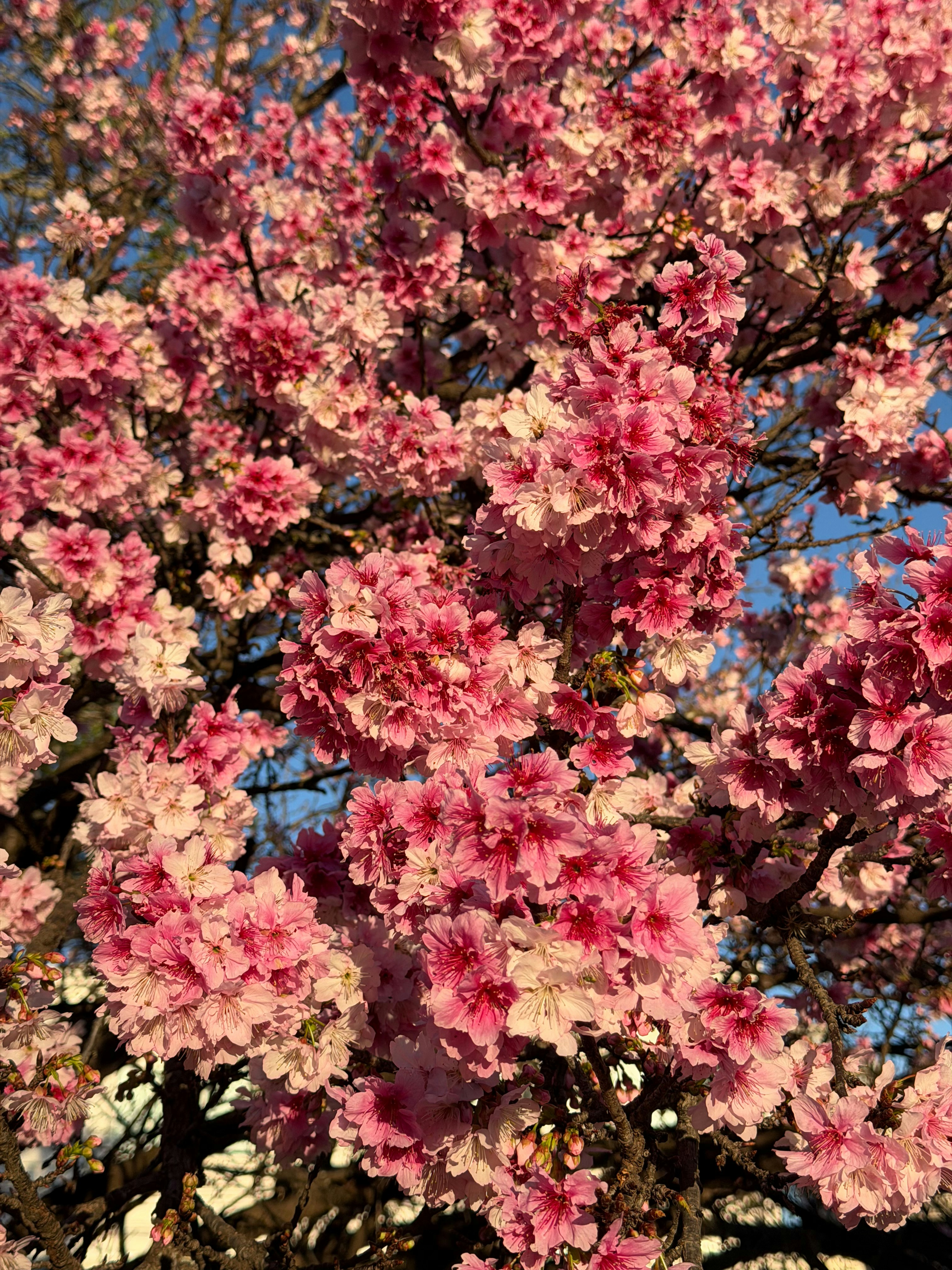 Crimson Blossom Cascade in Sunlit Orchard