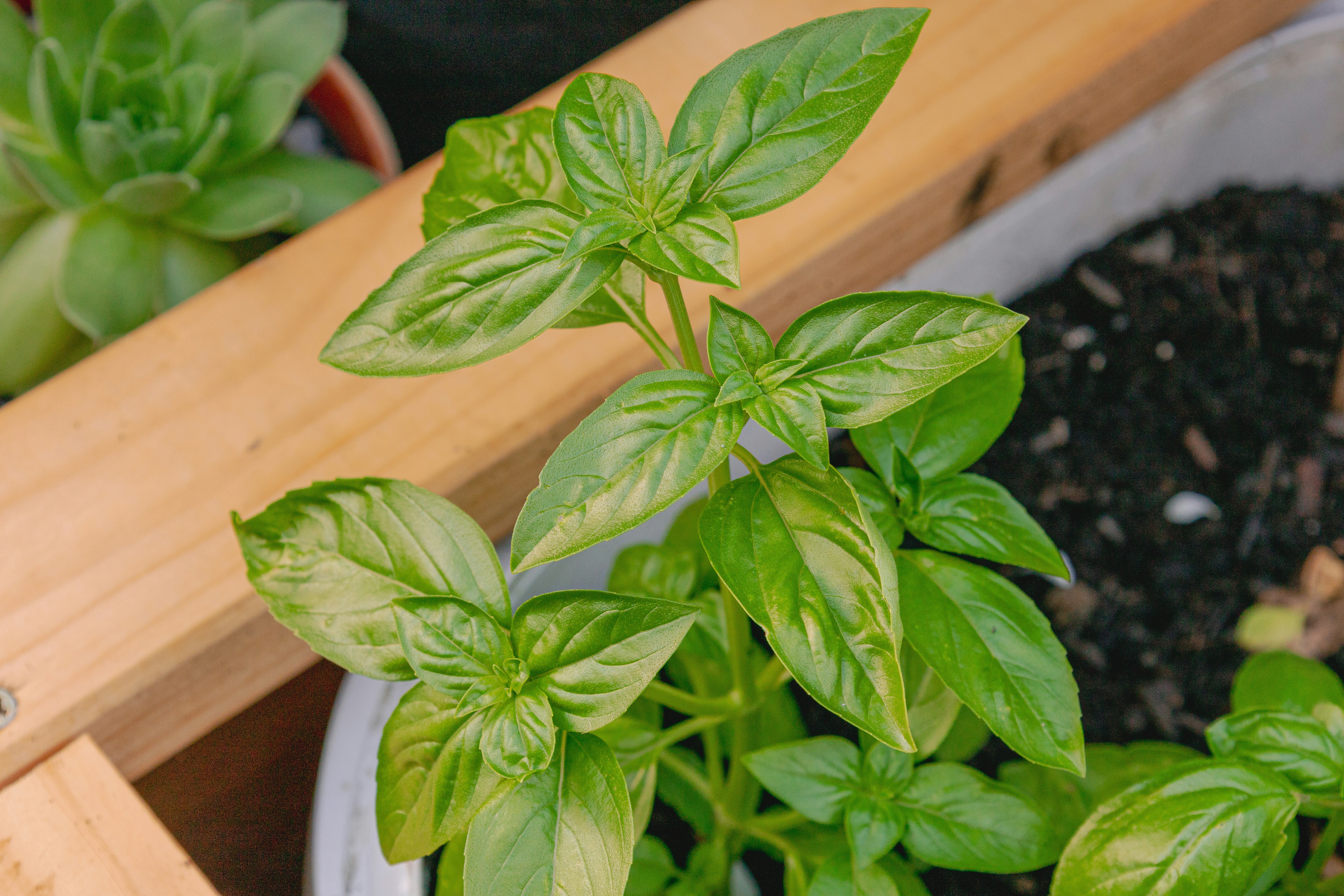 Verdant Corner: Basil Leaves with Wooden Planter Edge