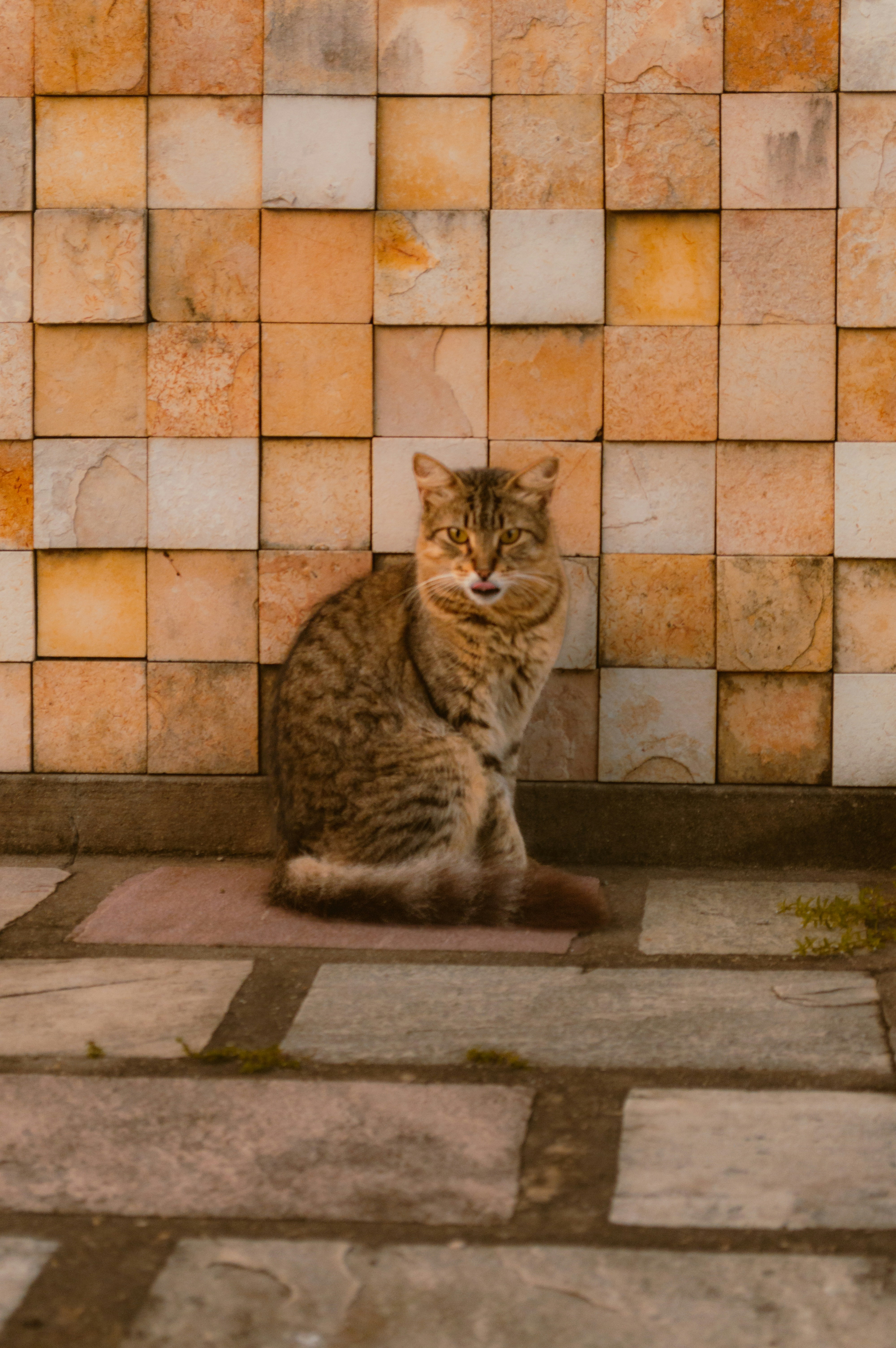 Toast of the Terrace: A Amber-Striped Cat Guarding the Mosaic Wall