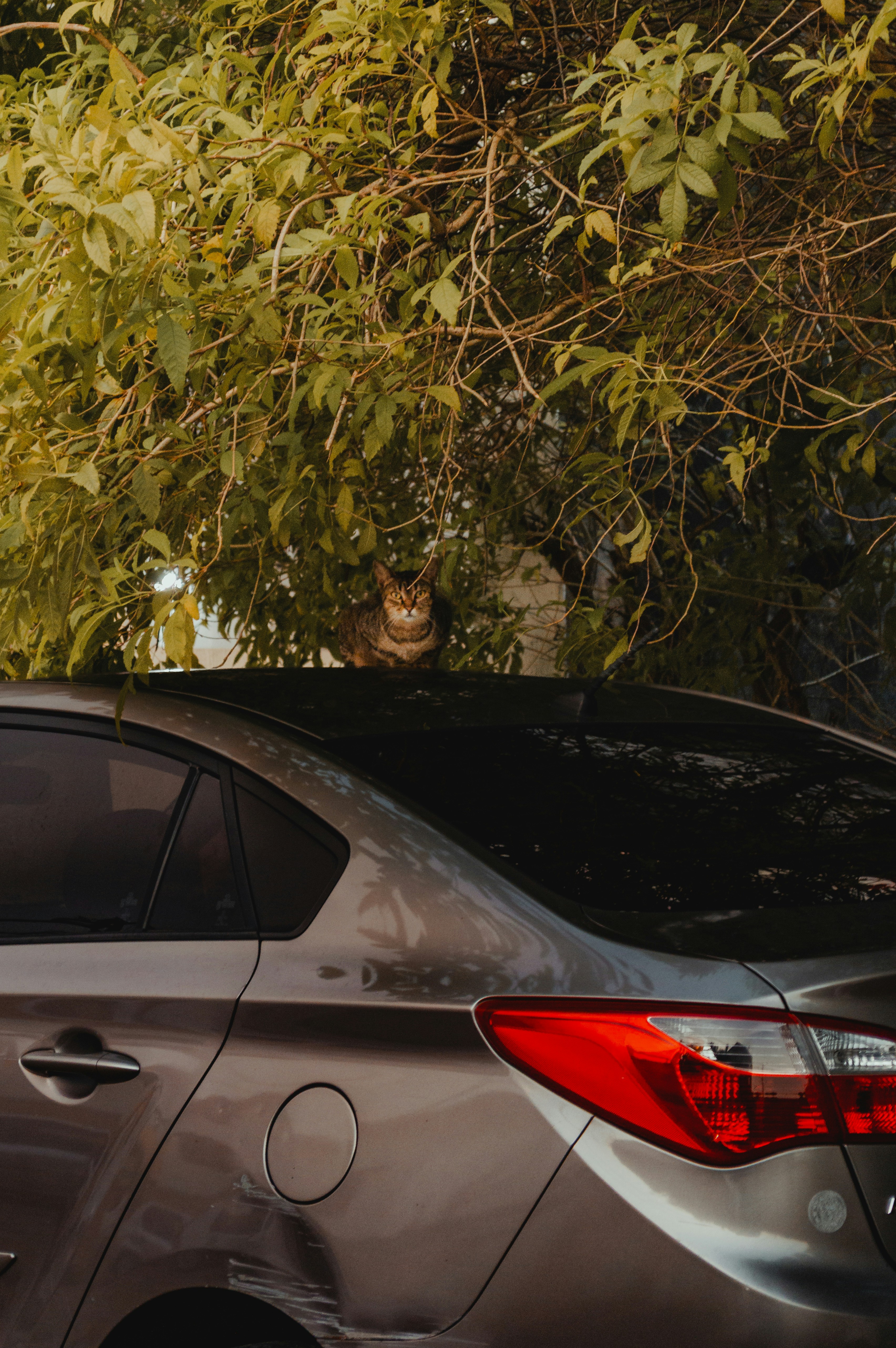 Cat in the Car Shade: A Hidden Whiskered Watcher Among Leaves