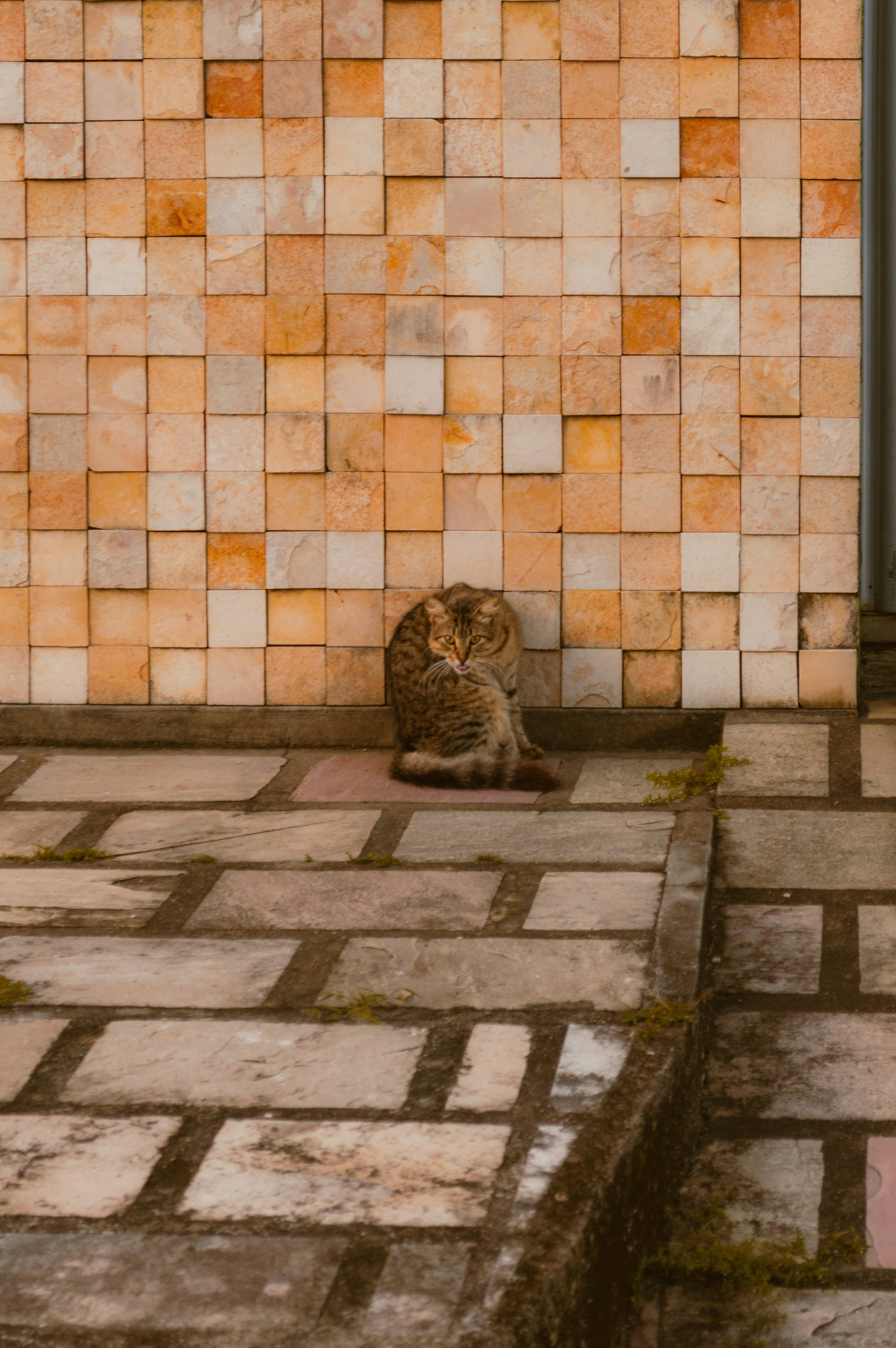 Solitary Cat Beneath a Mosaic Wall