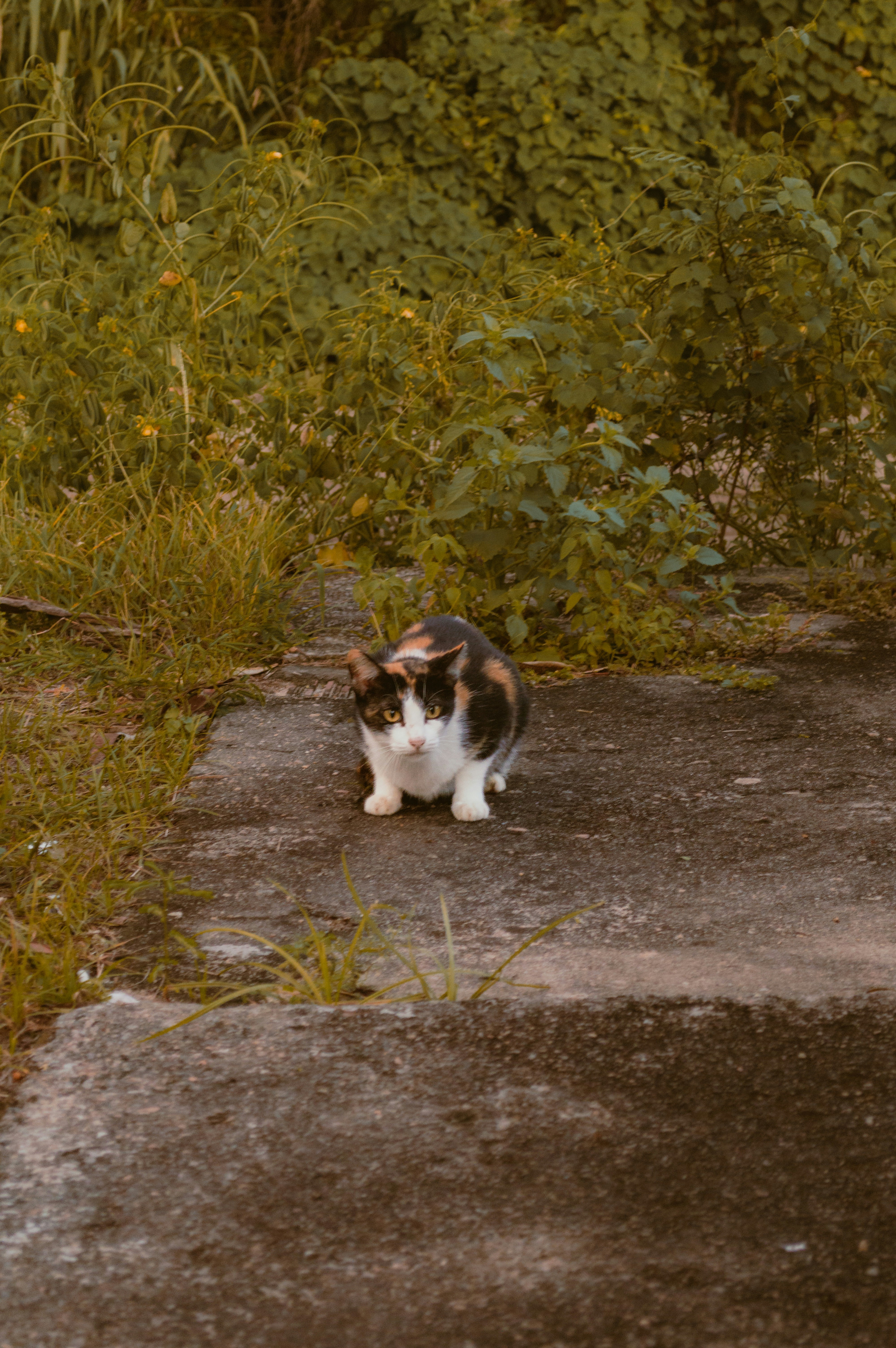 Calico Cat on Weathered Steps Amid Garden Overgrowth