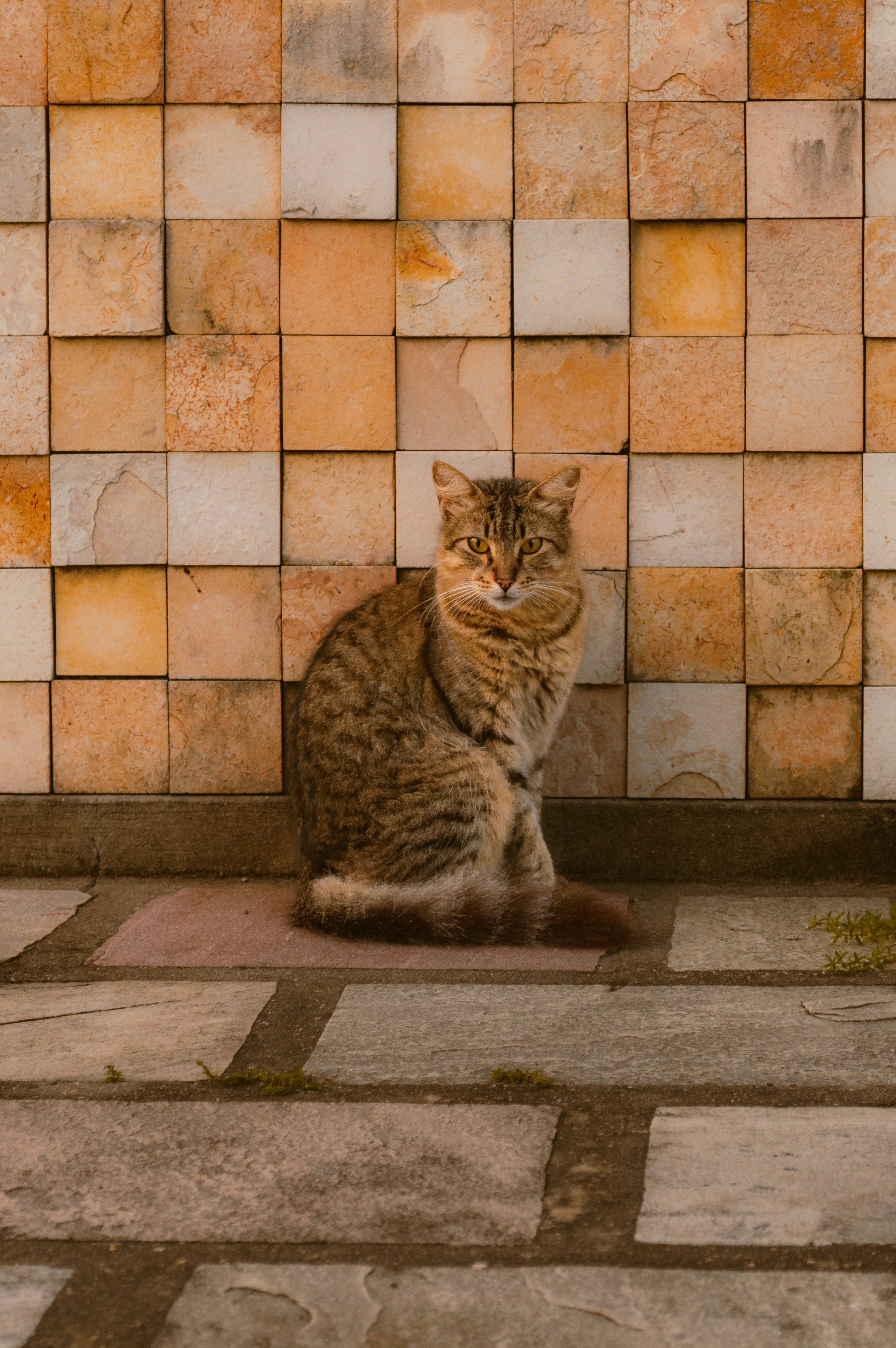 Calico Sentinel Against a Mosaic Wall