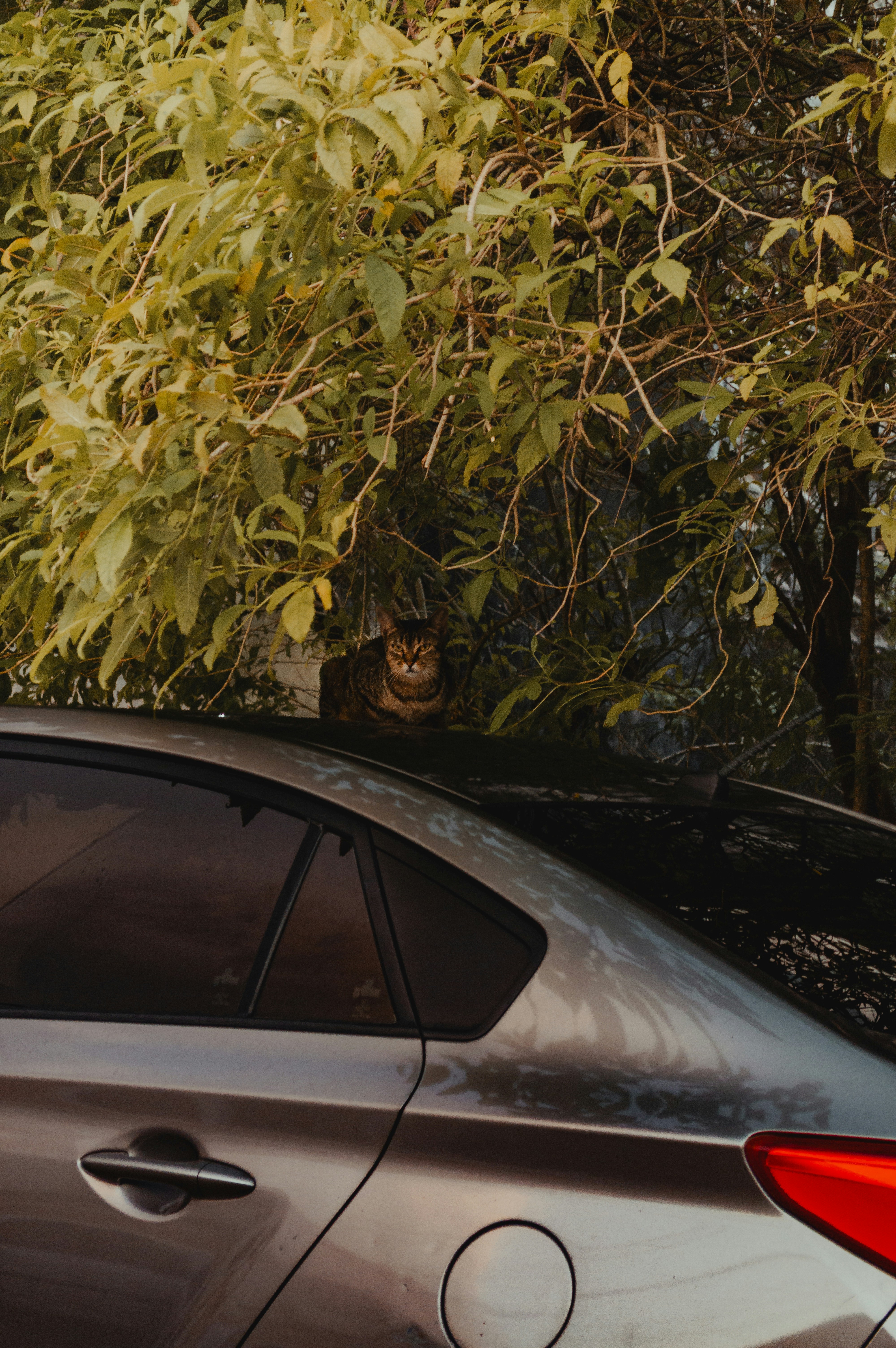 Hidden Observer: A Cat Amid the Car Shadow Garden