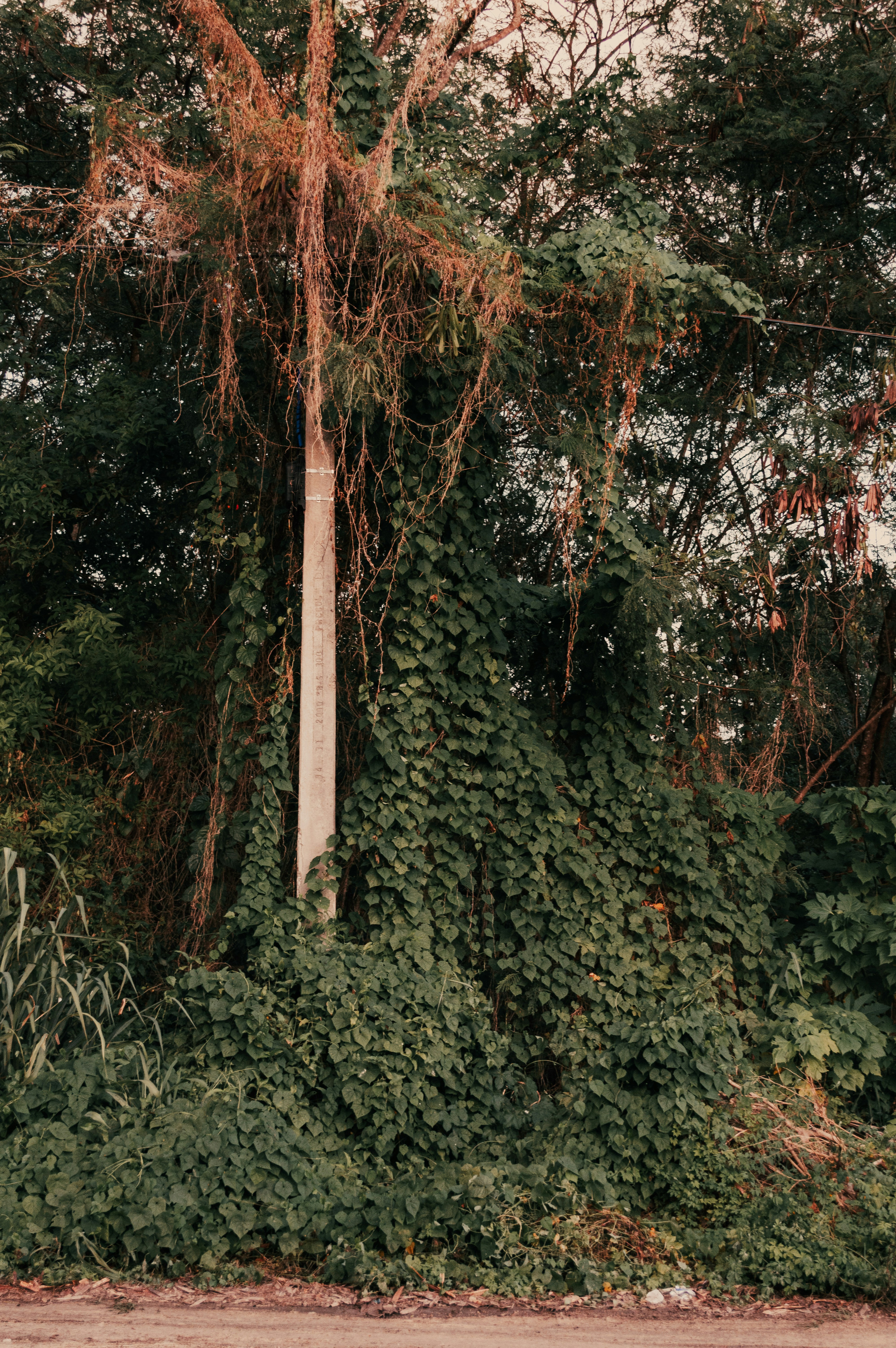 Towering Ivy-Clad Pole Reaching Toward a Dense Canopy