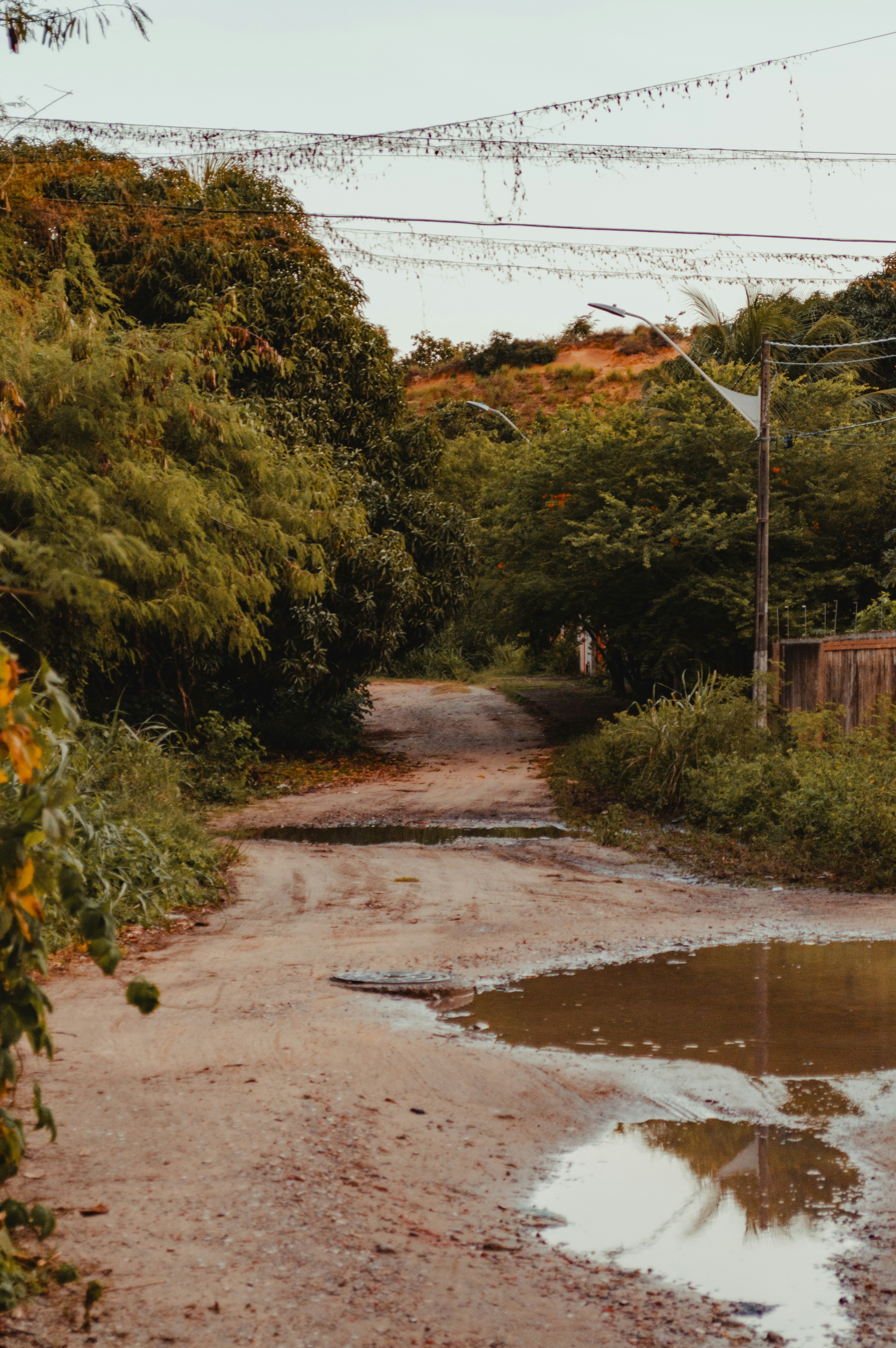 Dusty Path Through a Quiet Overgrown Avenue
