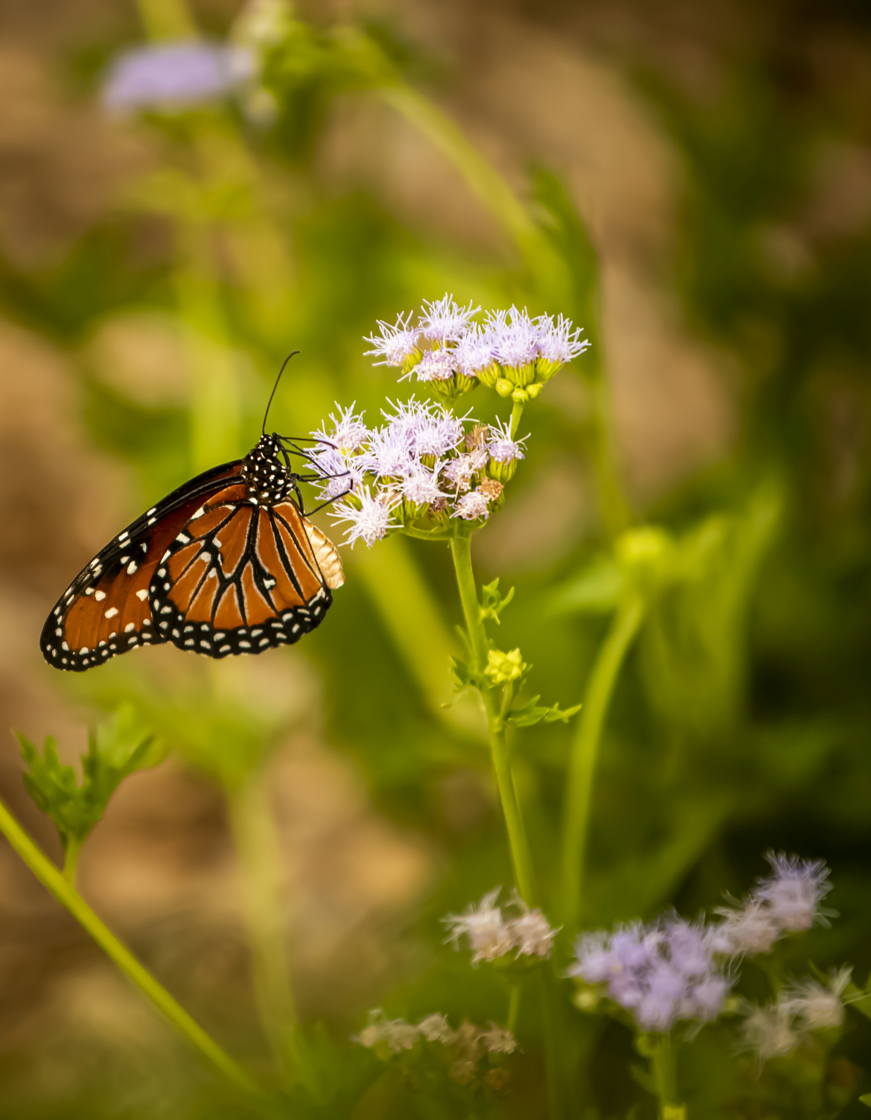 Monarch on Lavender Lace: A Monarch Butterfly Nuzzles White Flower Clusters
