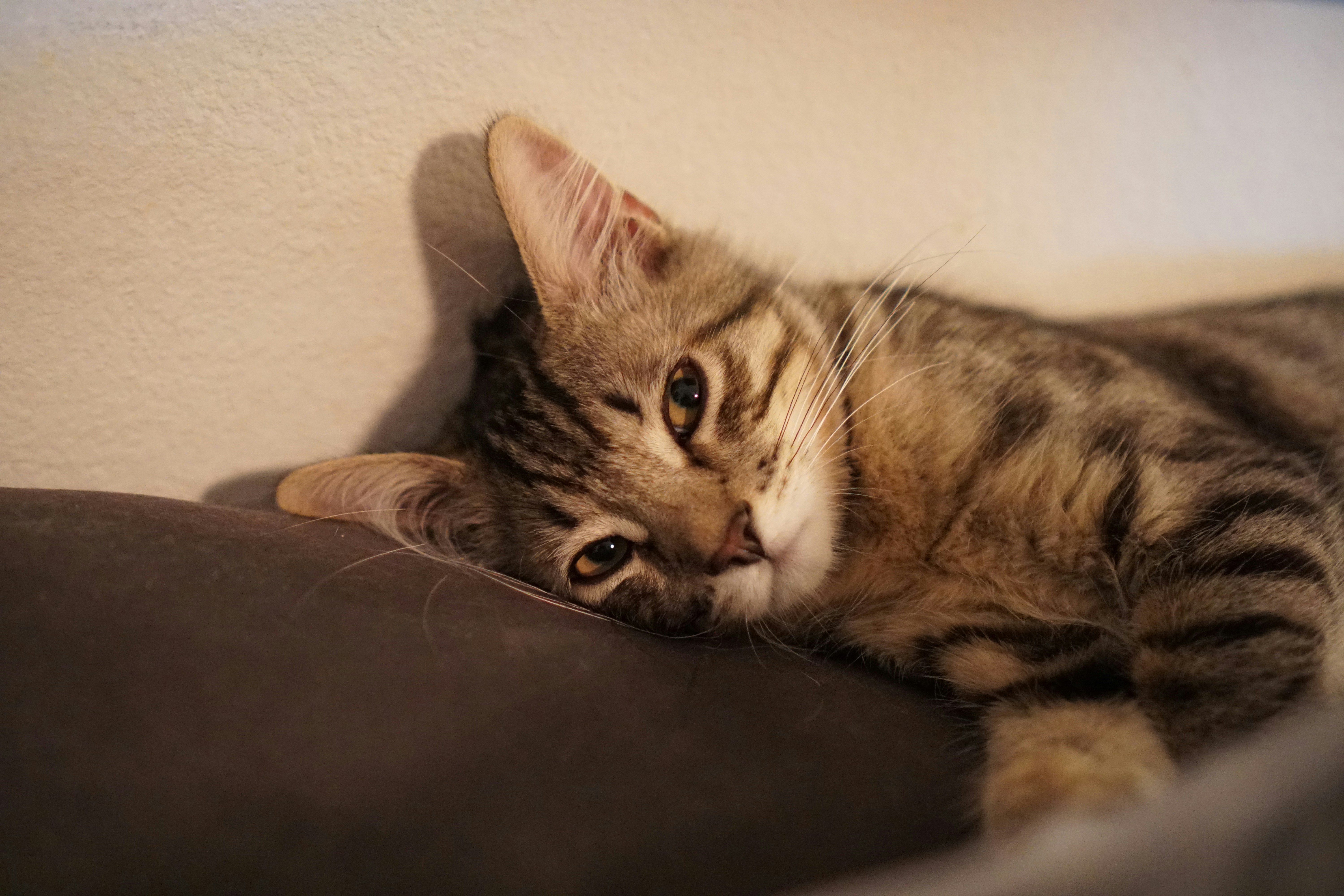 Lying in Soft Shade: A Pet Cat Pools in Quiet Corner Light