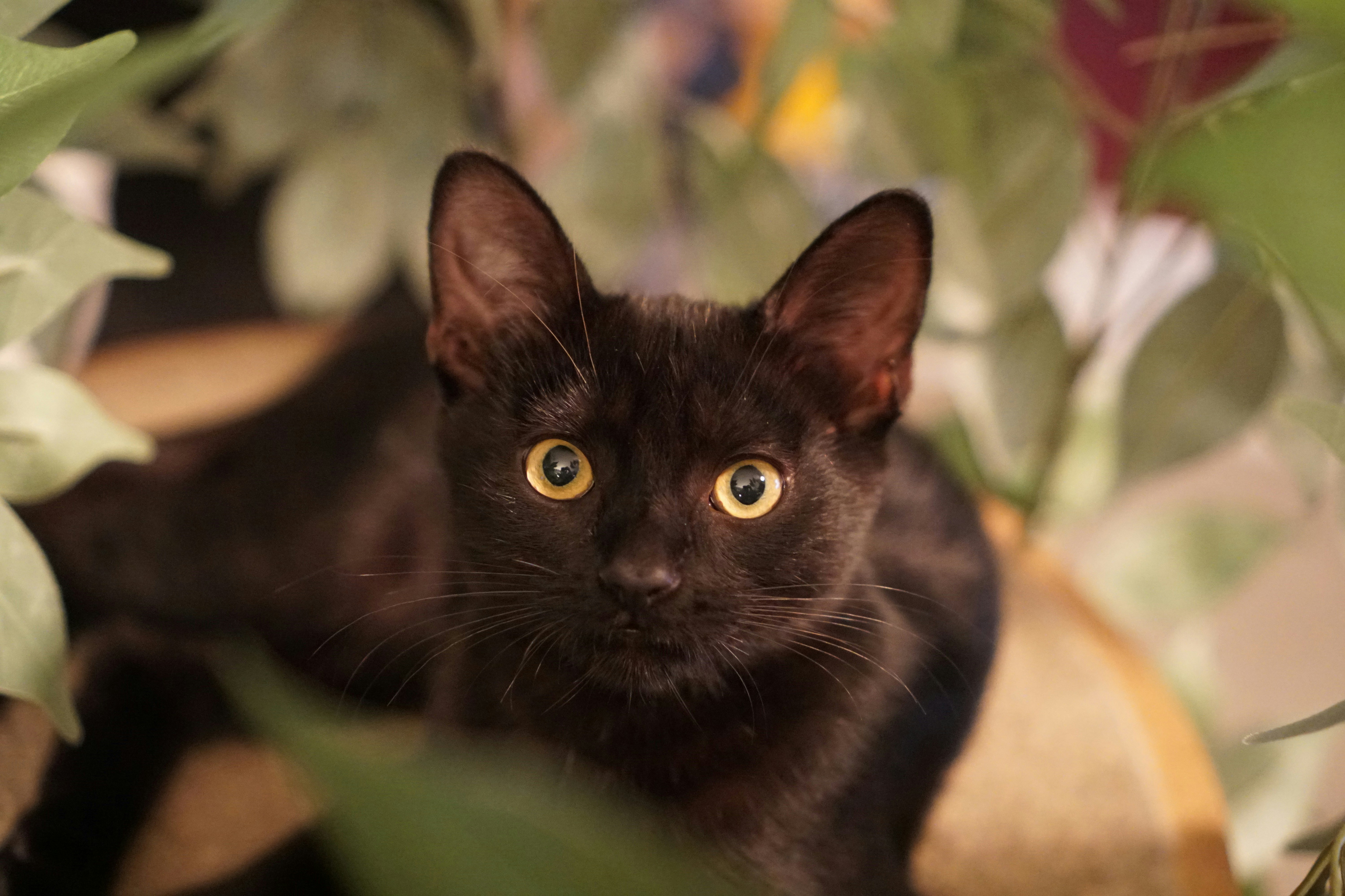 Black Cat in a Leafy Window Perch Stares with Wide-Eyed Curiosity