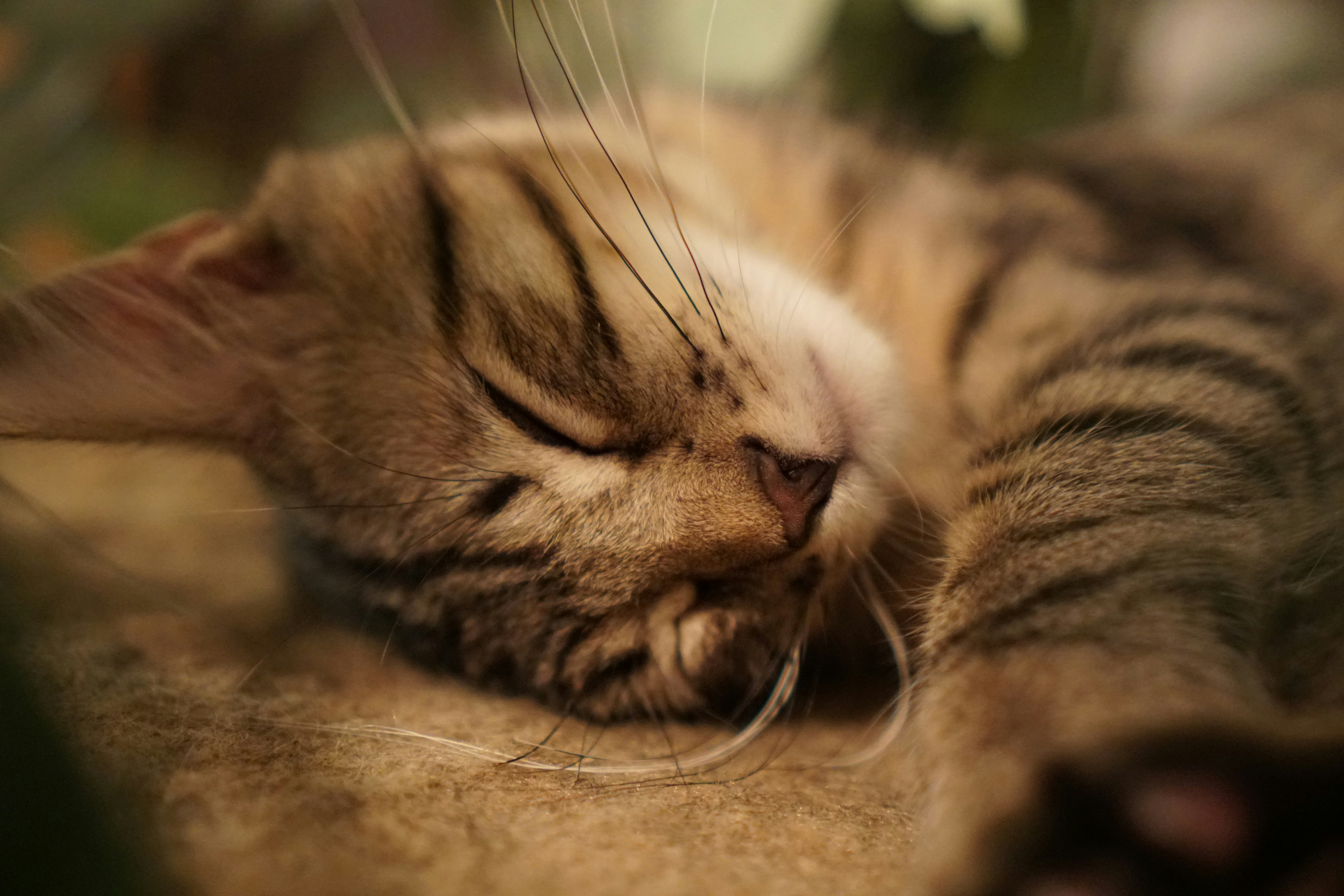 Soft Slumber: a Shaded Calico in Quiet Grayscale