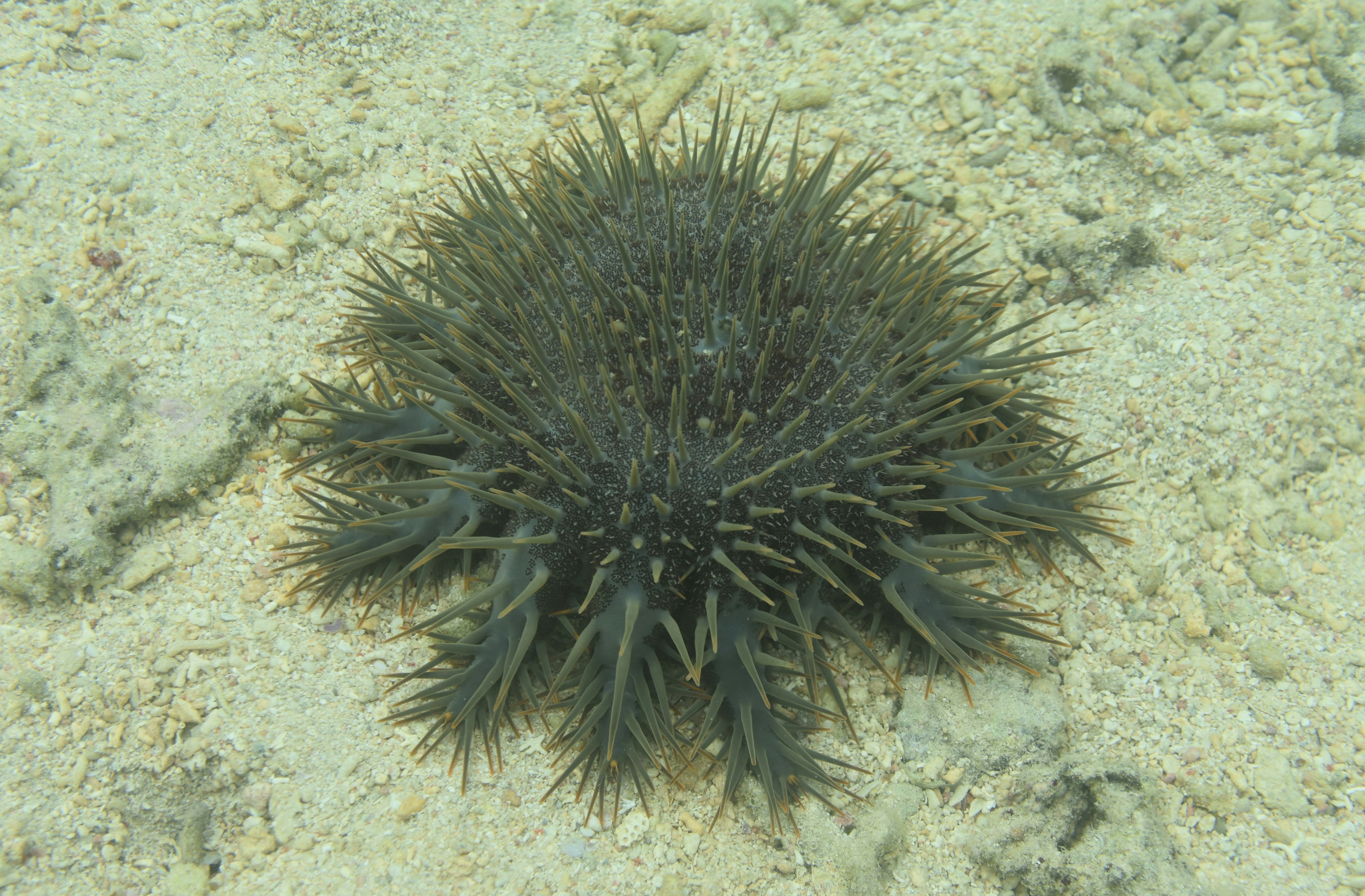 Spiky Sea Urchin in Sunlit Sand