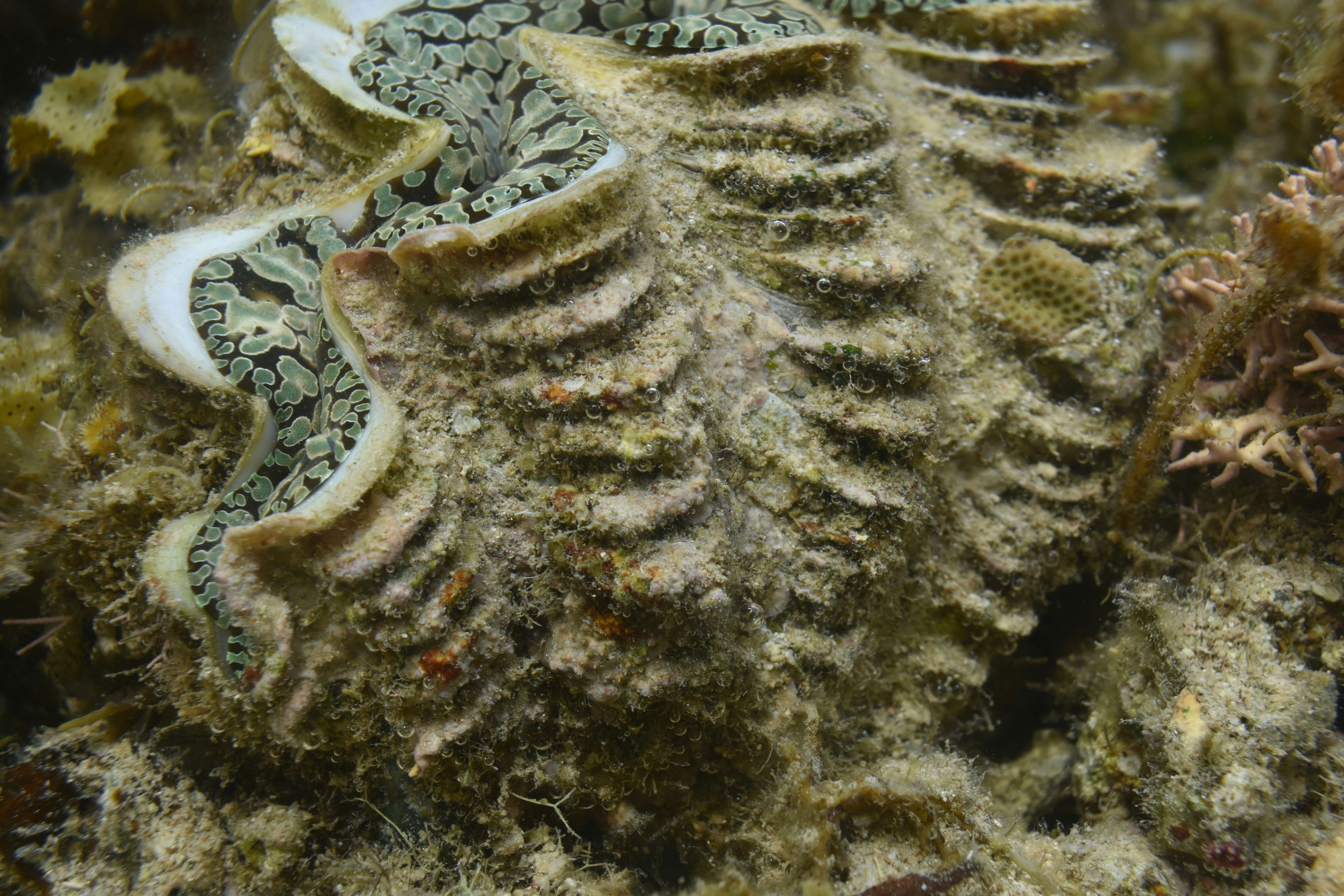 Ornate Seahorse-Rim Pattern Embedded in Coral