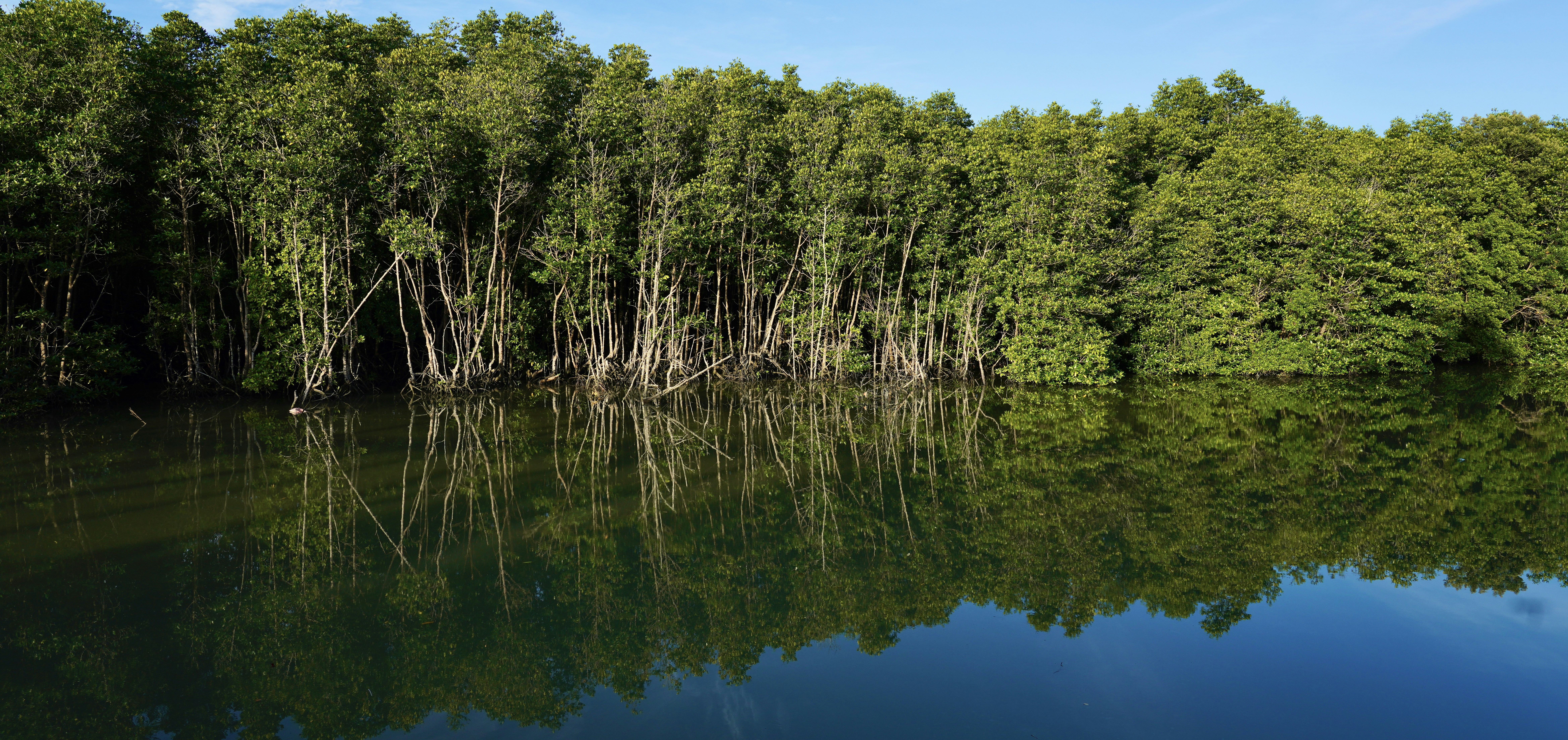 Reflected canopy on a tranquil river