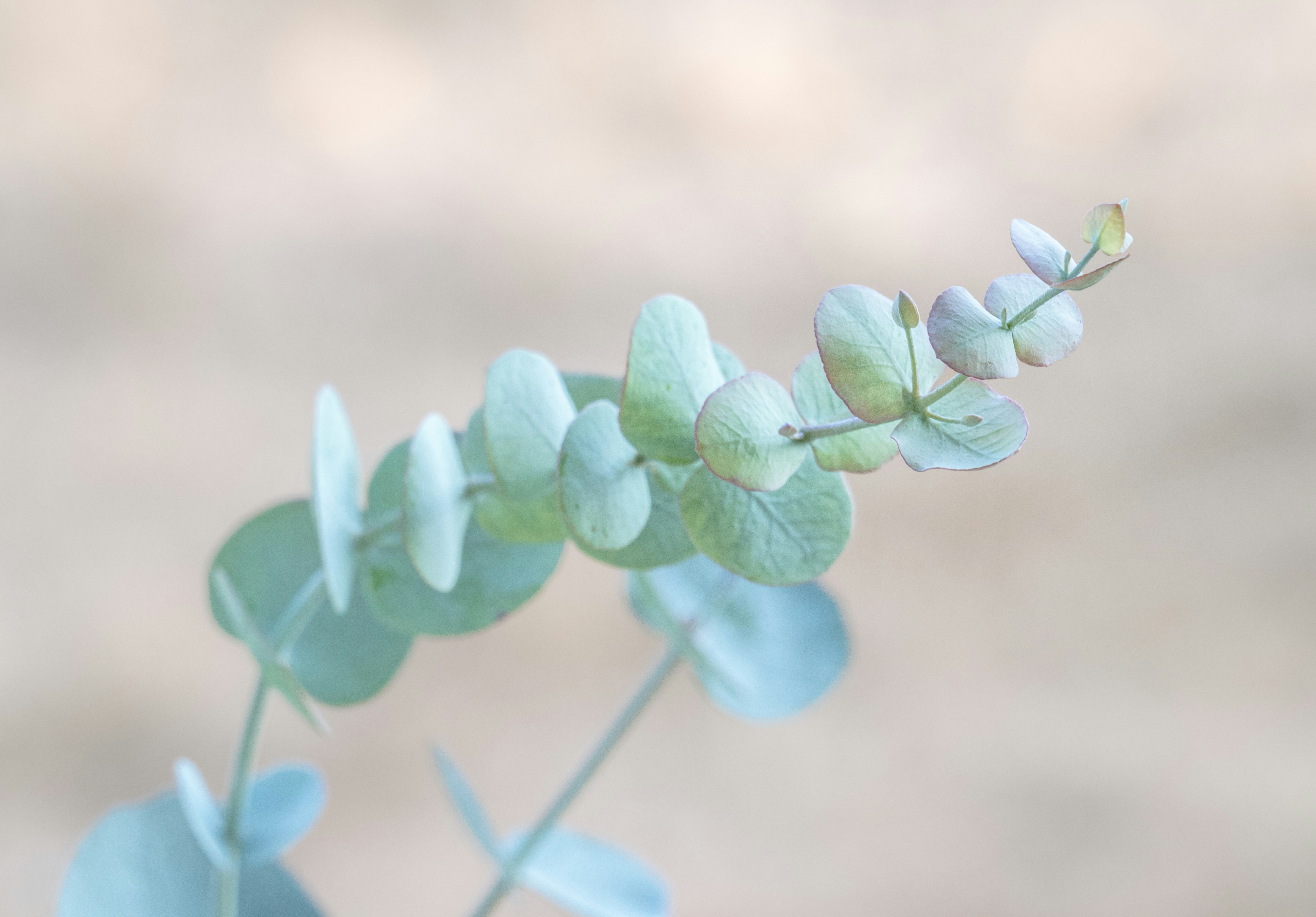 Close-up of a eucalyptus branch with round blue-green leaves against a blurred beige background, highlighting subtle texture and color.