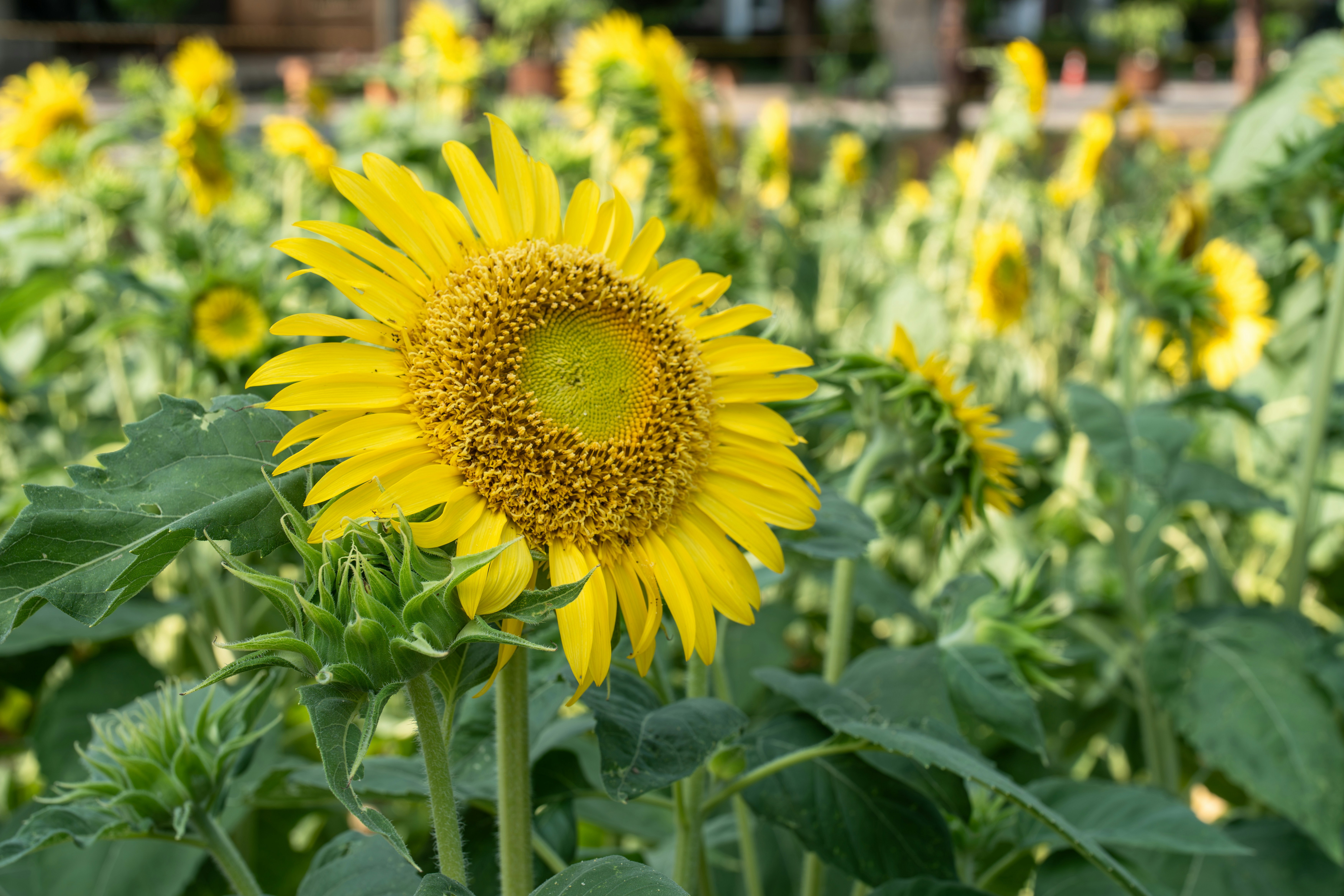 Sunlit Leader: A Bold Sunflower Amid a Sea of Yellow