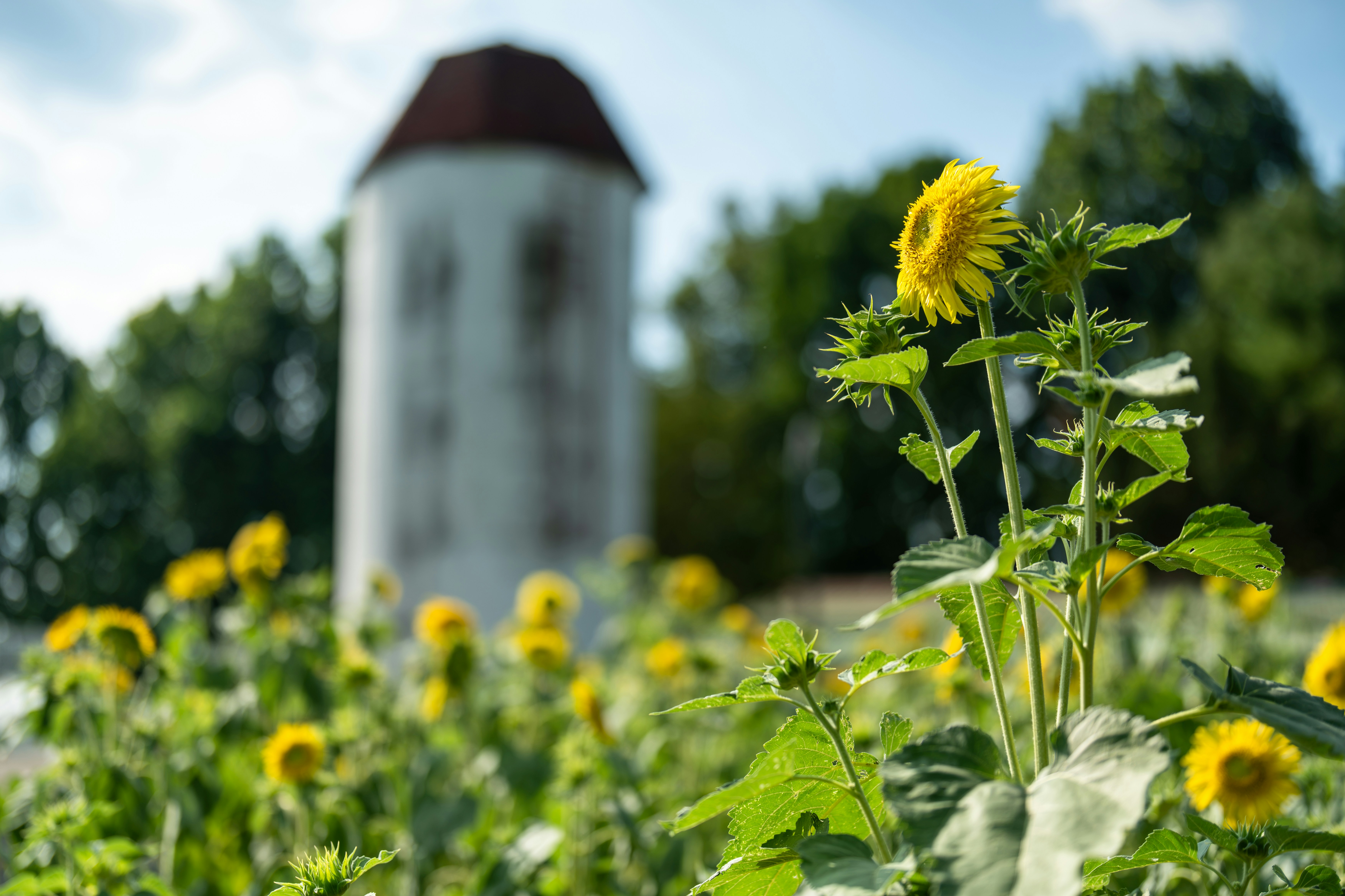 Sunlit Sunflower with a distant windmill backdrop