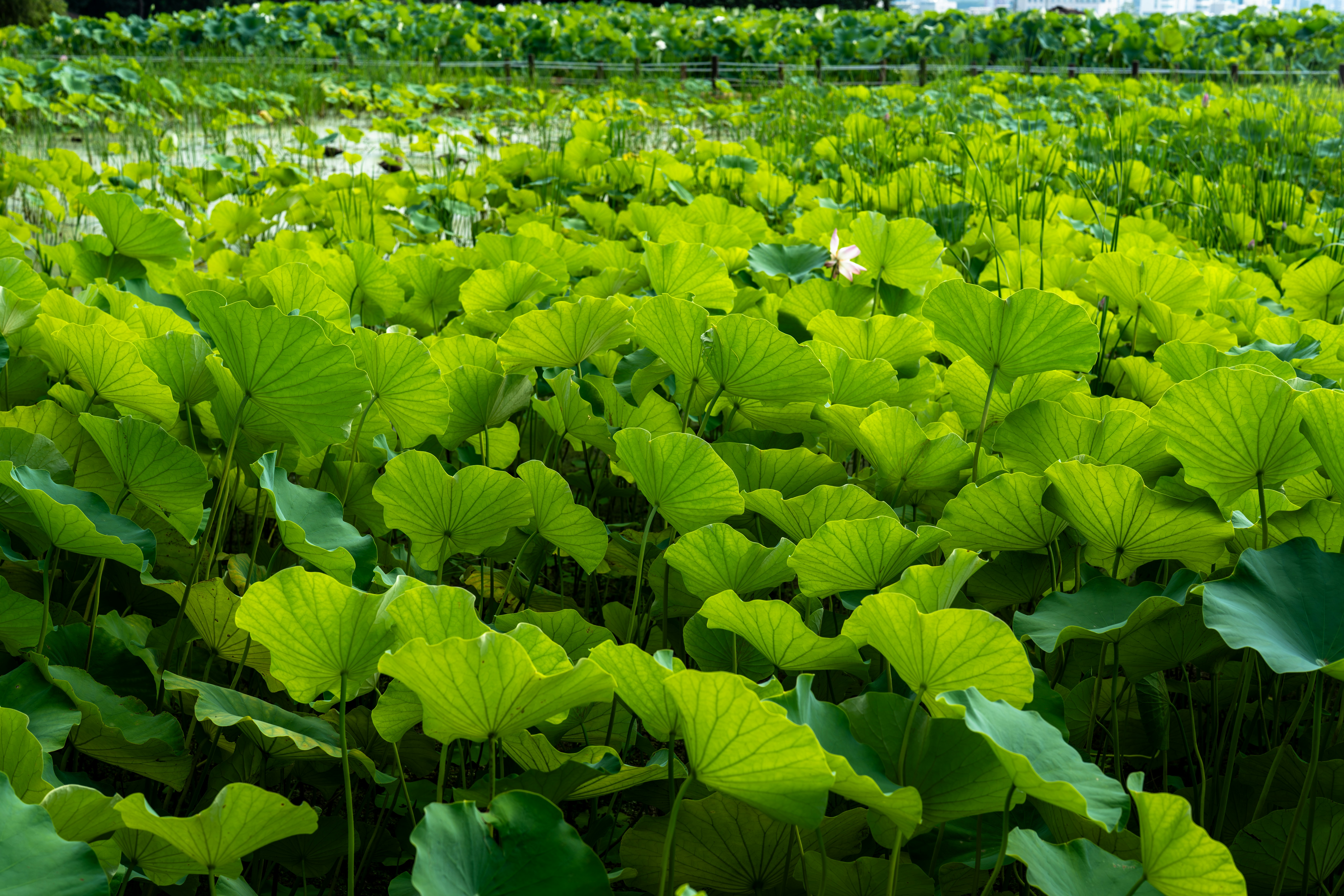 Emerald Sea of Leaves: a Pond-Lush Landscape