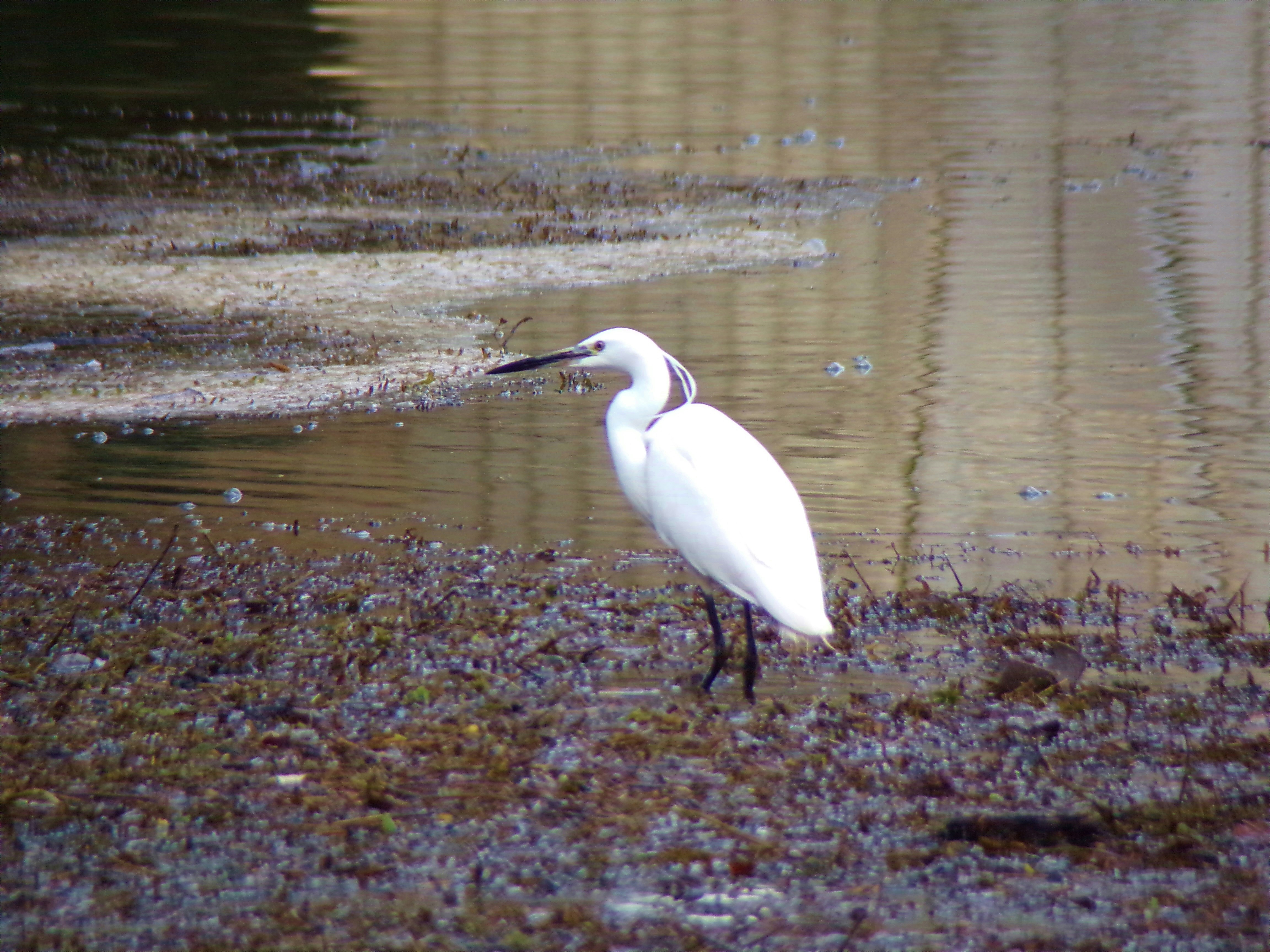 A white egret stands on a muddy shoreline with water in the background, a calm, natural scene suitable for wildlife study.