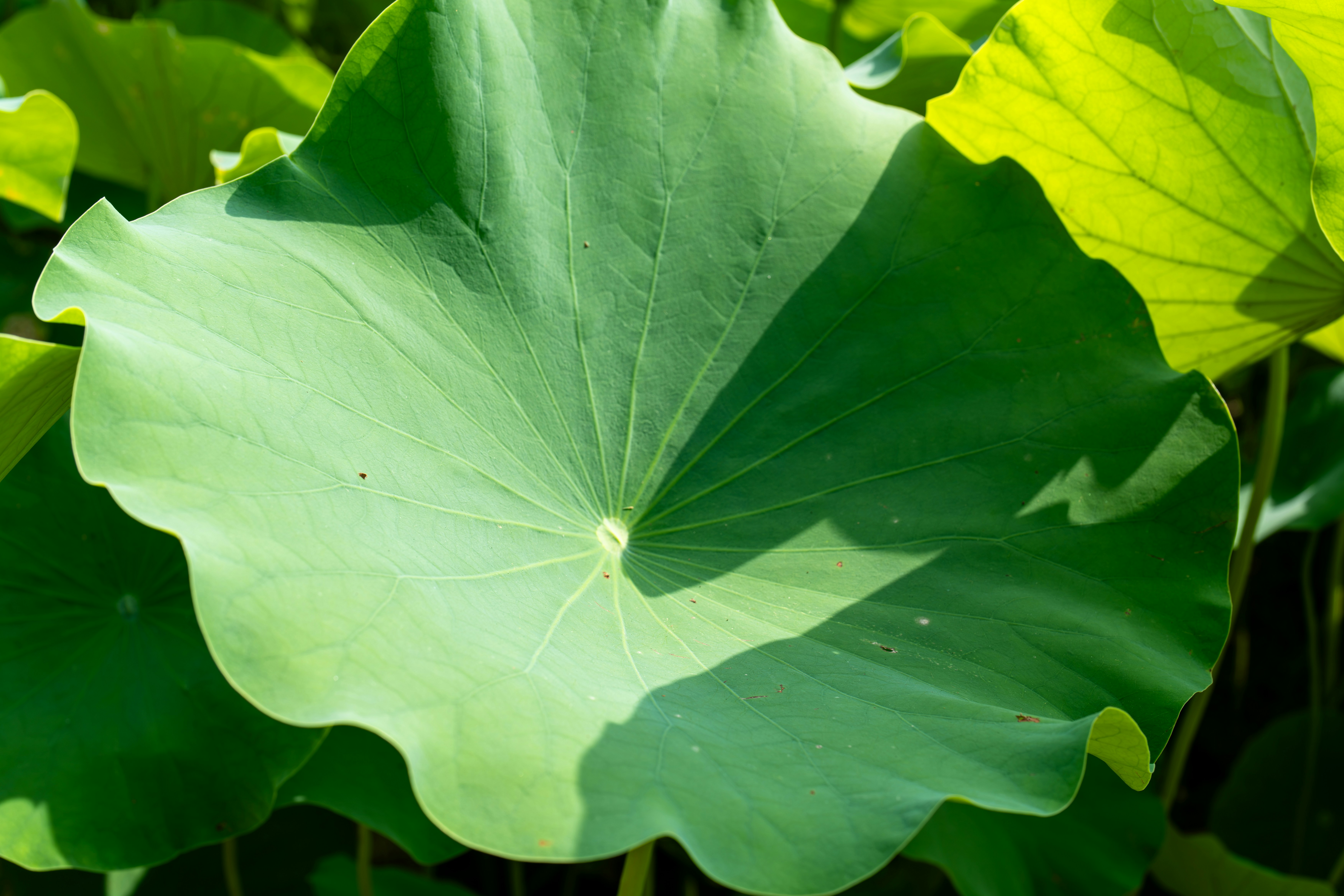 Emerald Vein: A Sunlit Lotus Leaf Dominates the Frame