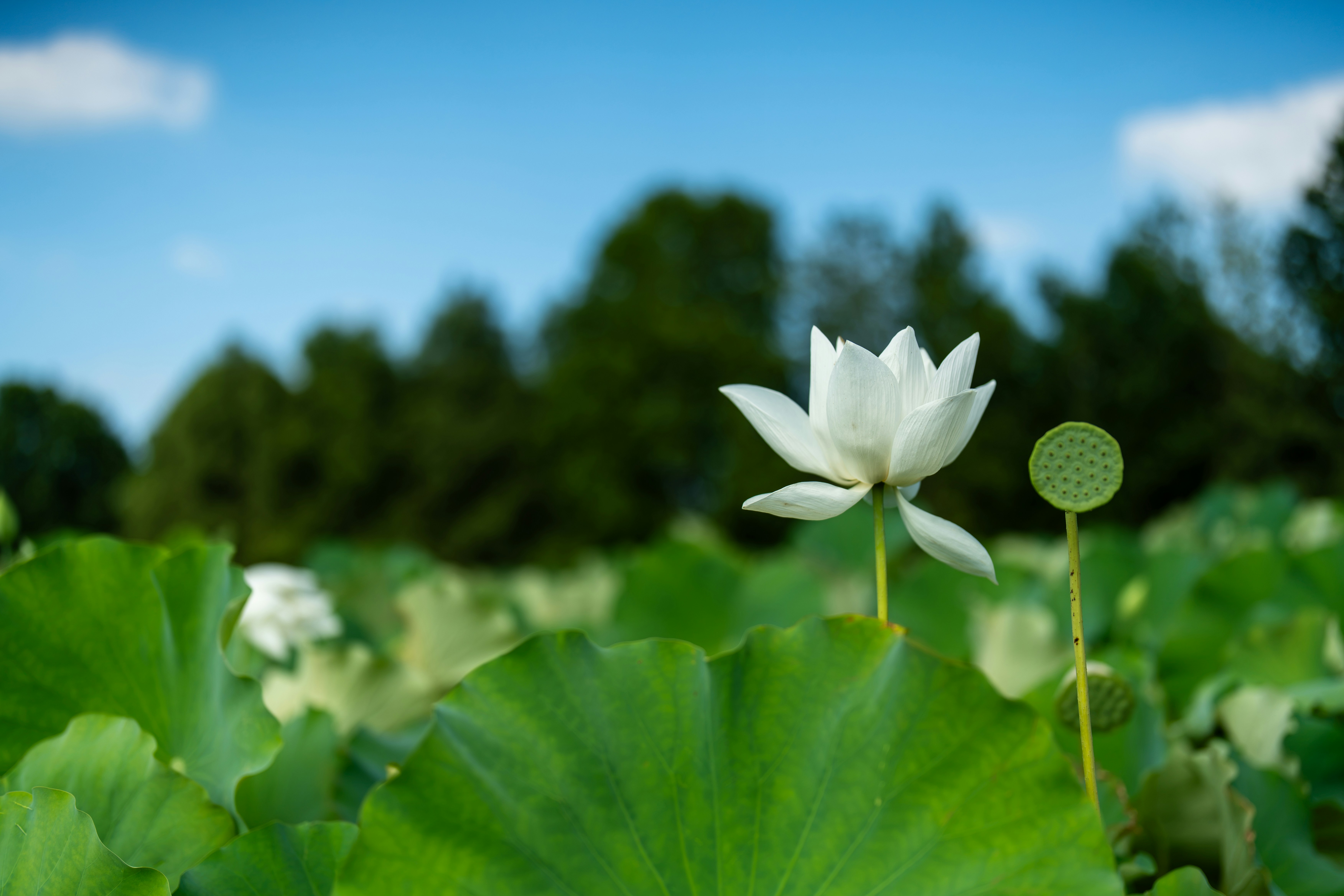 White Lotus Crown Above a Sea of Green Leaves