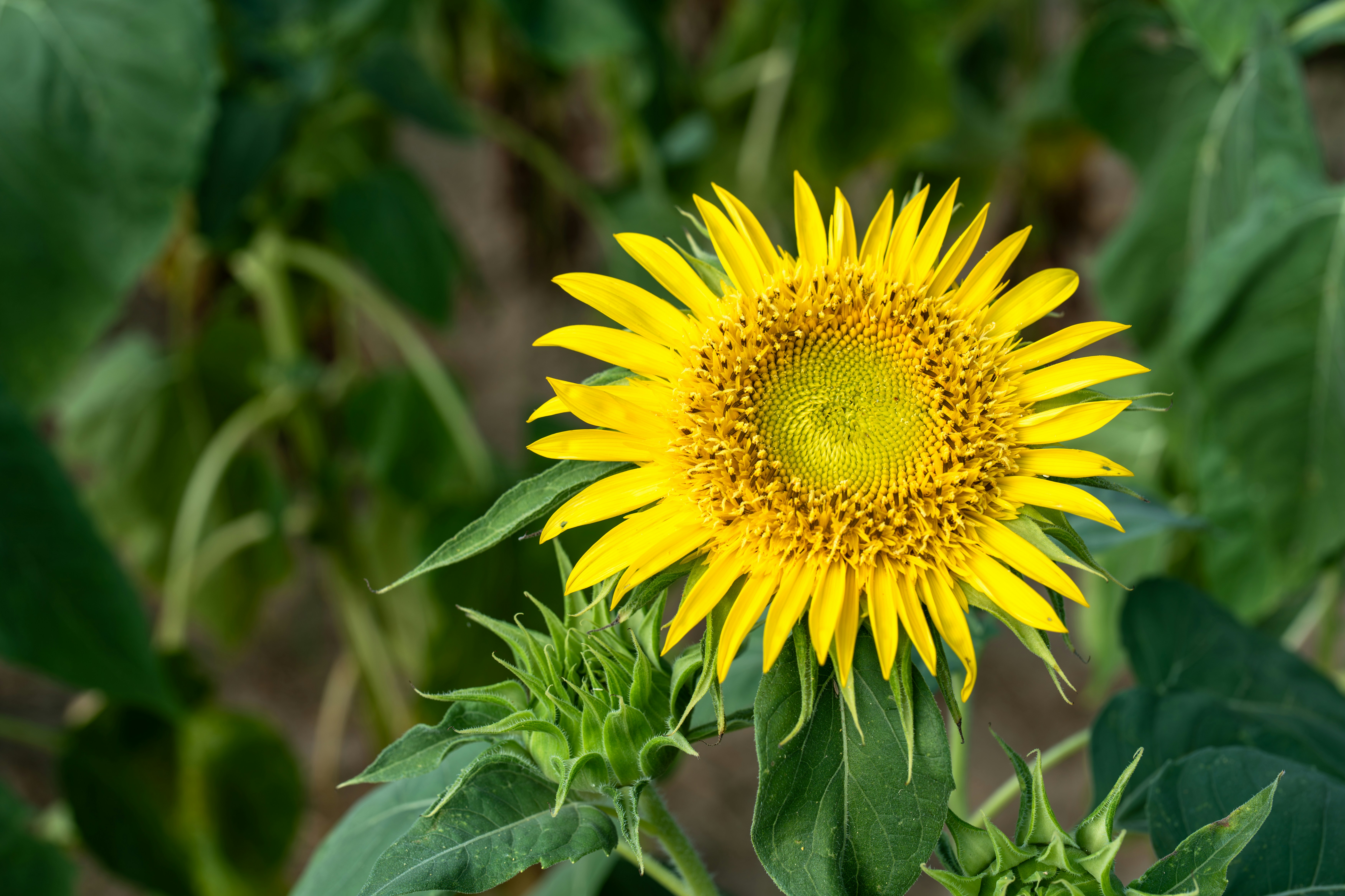 Sunlit Center: A Bold Sunflower in Focus