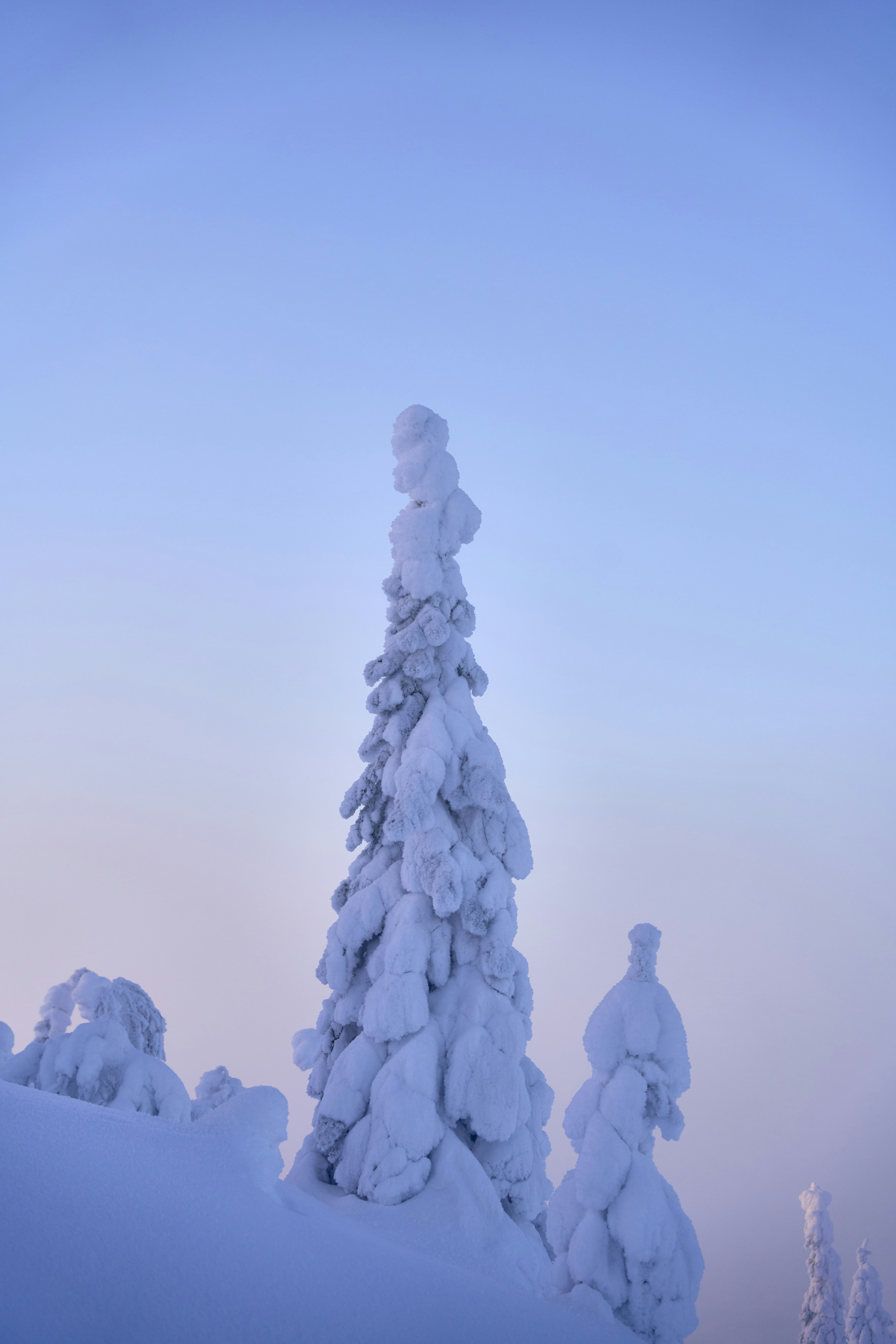 Icy Sentinel: A Snow-Covered Tree Reaching Toward the Quiet Sky