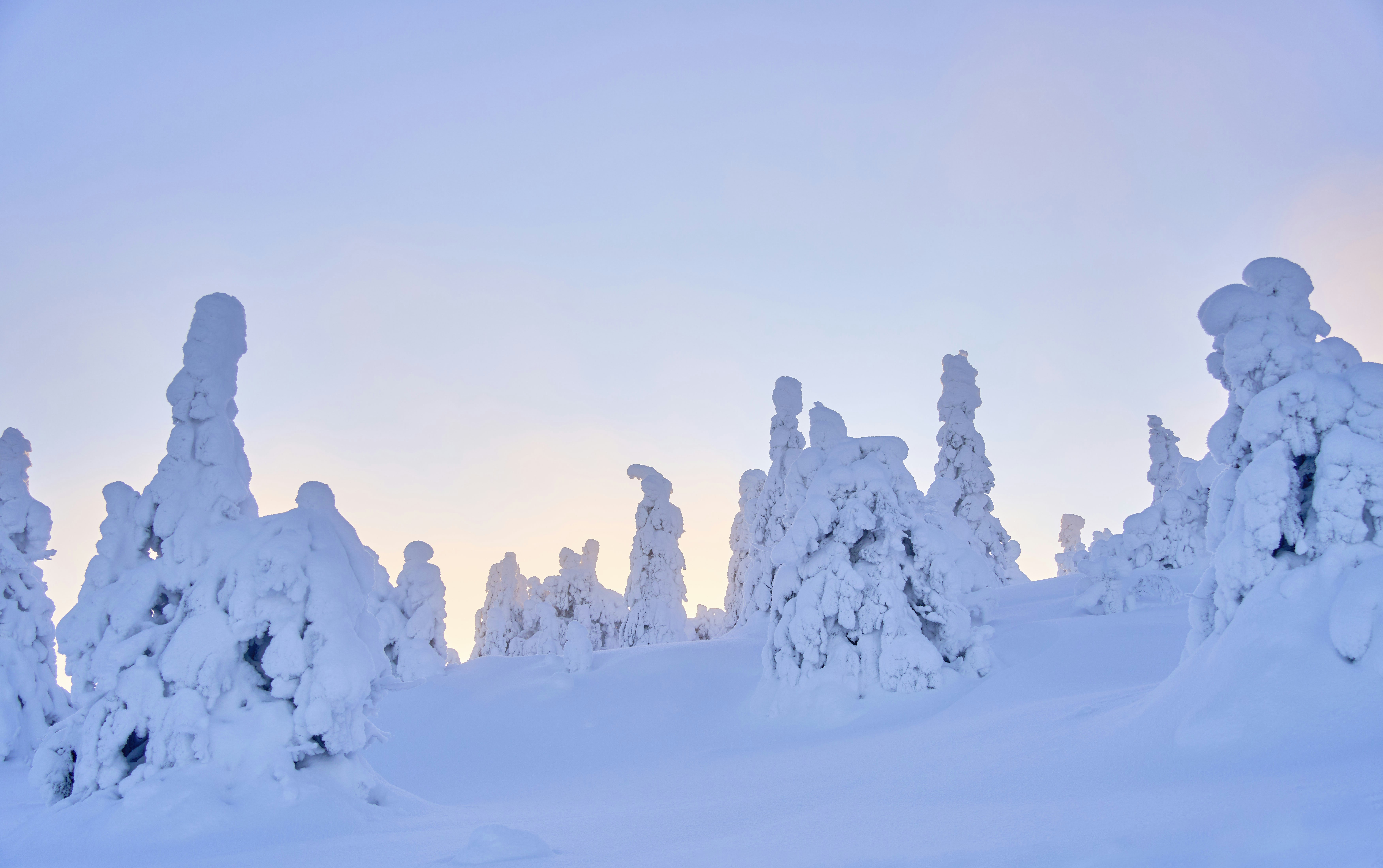 Snowbound Sentinels under Distant Sunrise