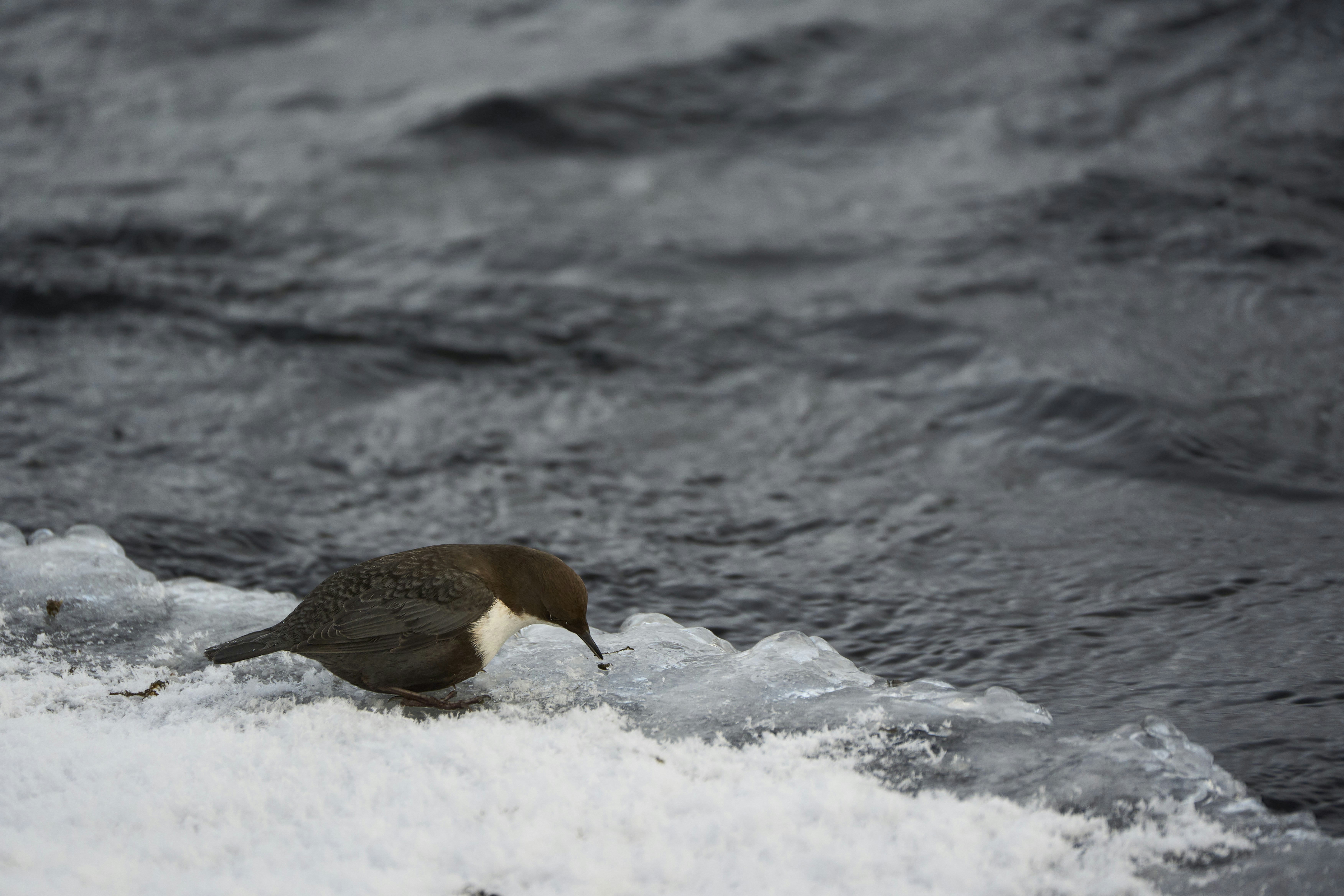 Primed for the Break: A Sandpiper at the Lip of White-Crested Waves
