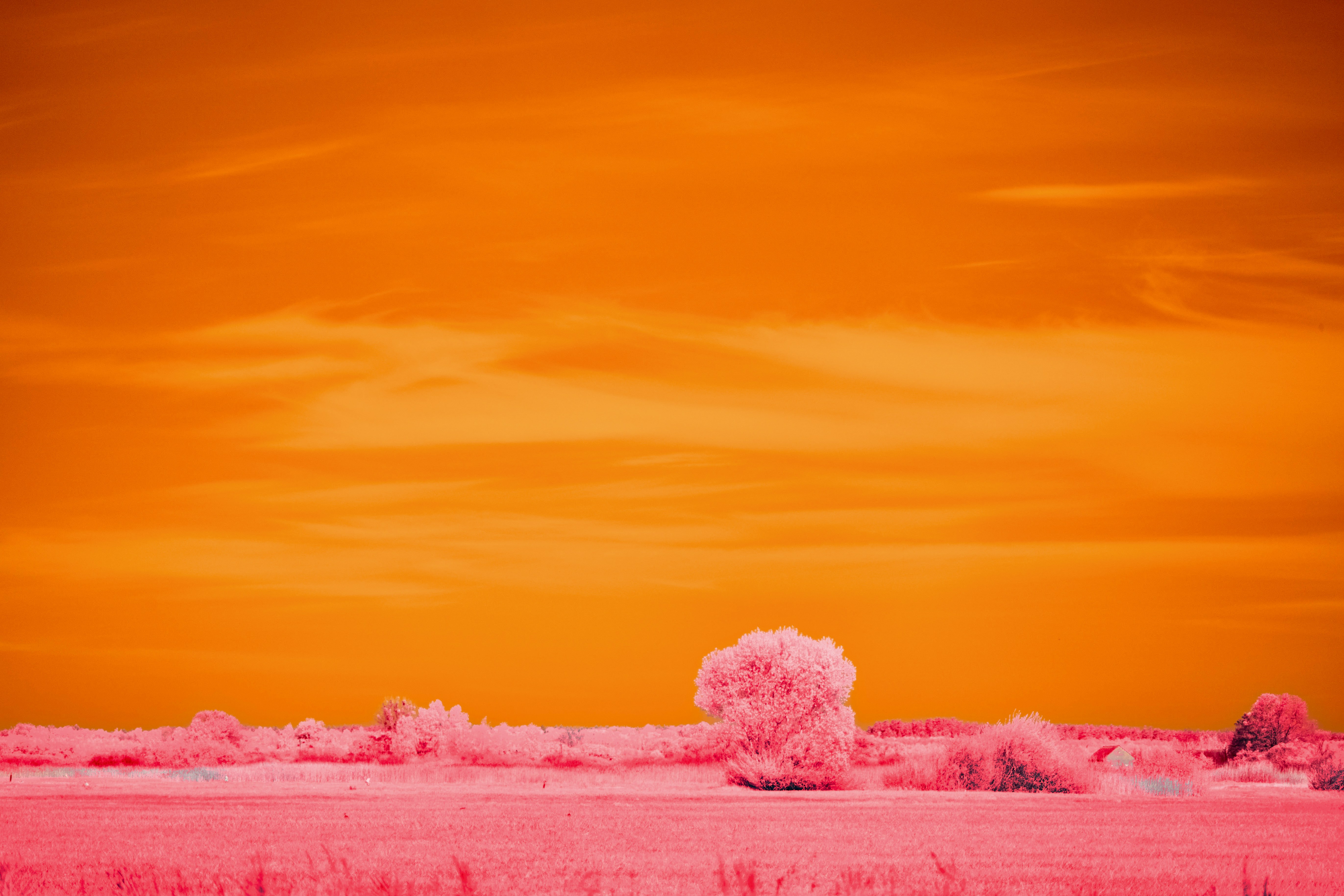 Infrared Horizon: A Desert Bloom in Neon Rose