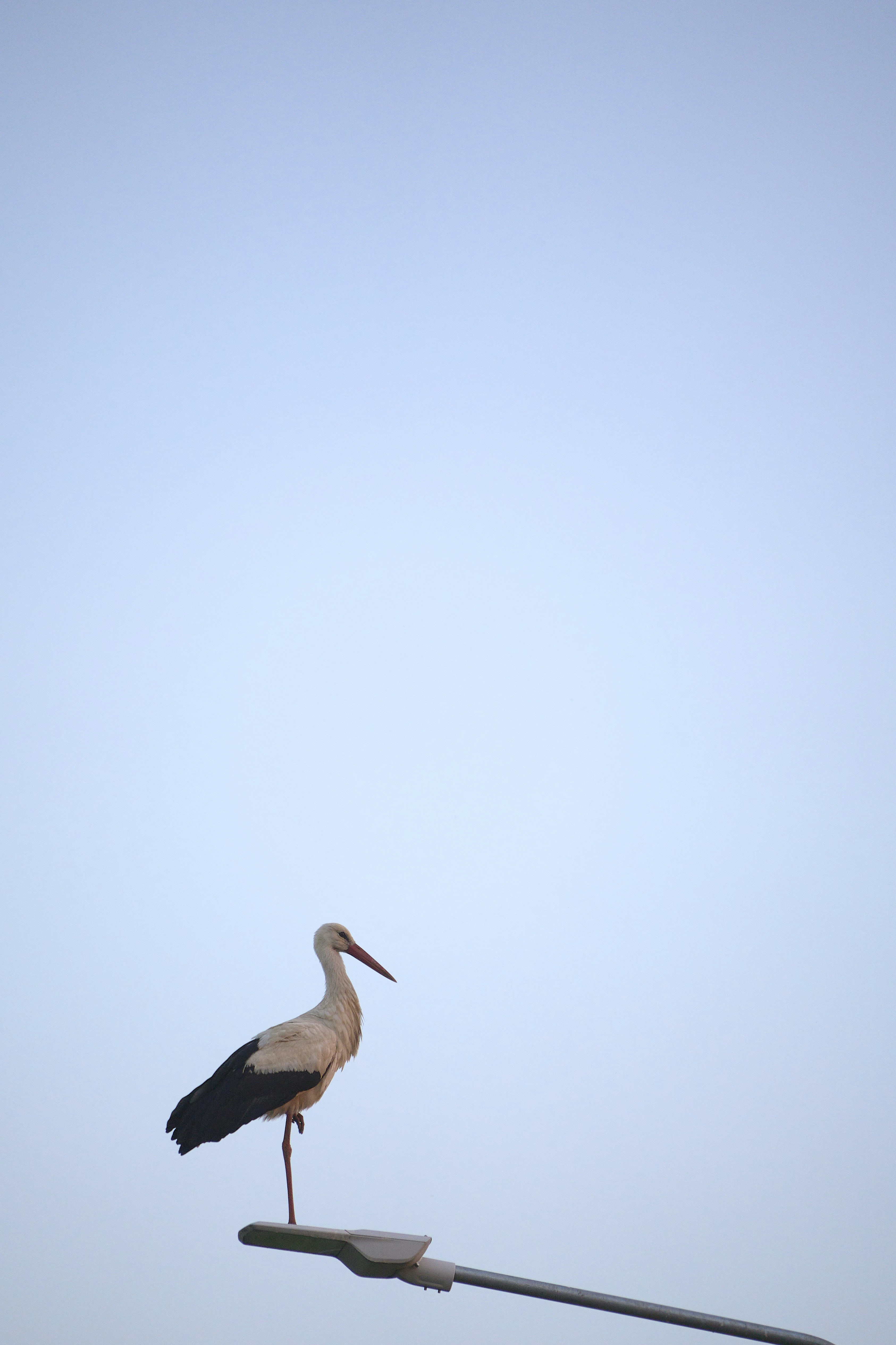 Lone Stork Poised on a Street Lamp at Dusk