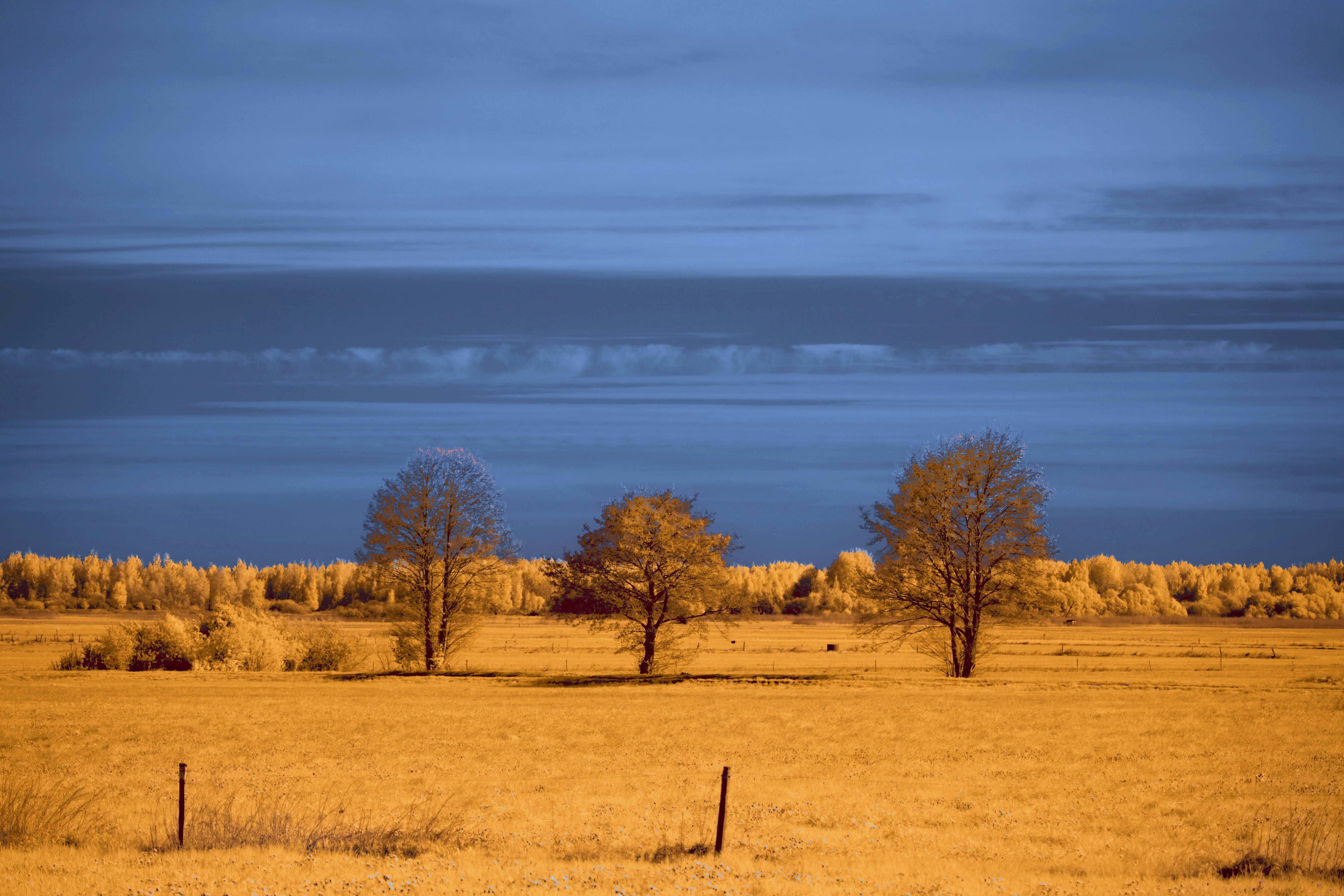 Golden Prairie Under a Quiet Indigo Sky