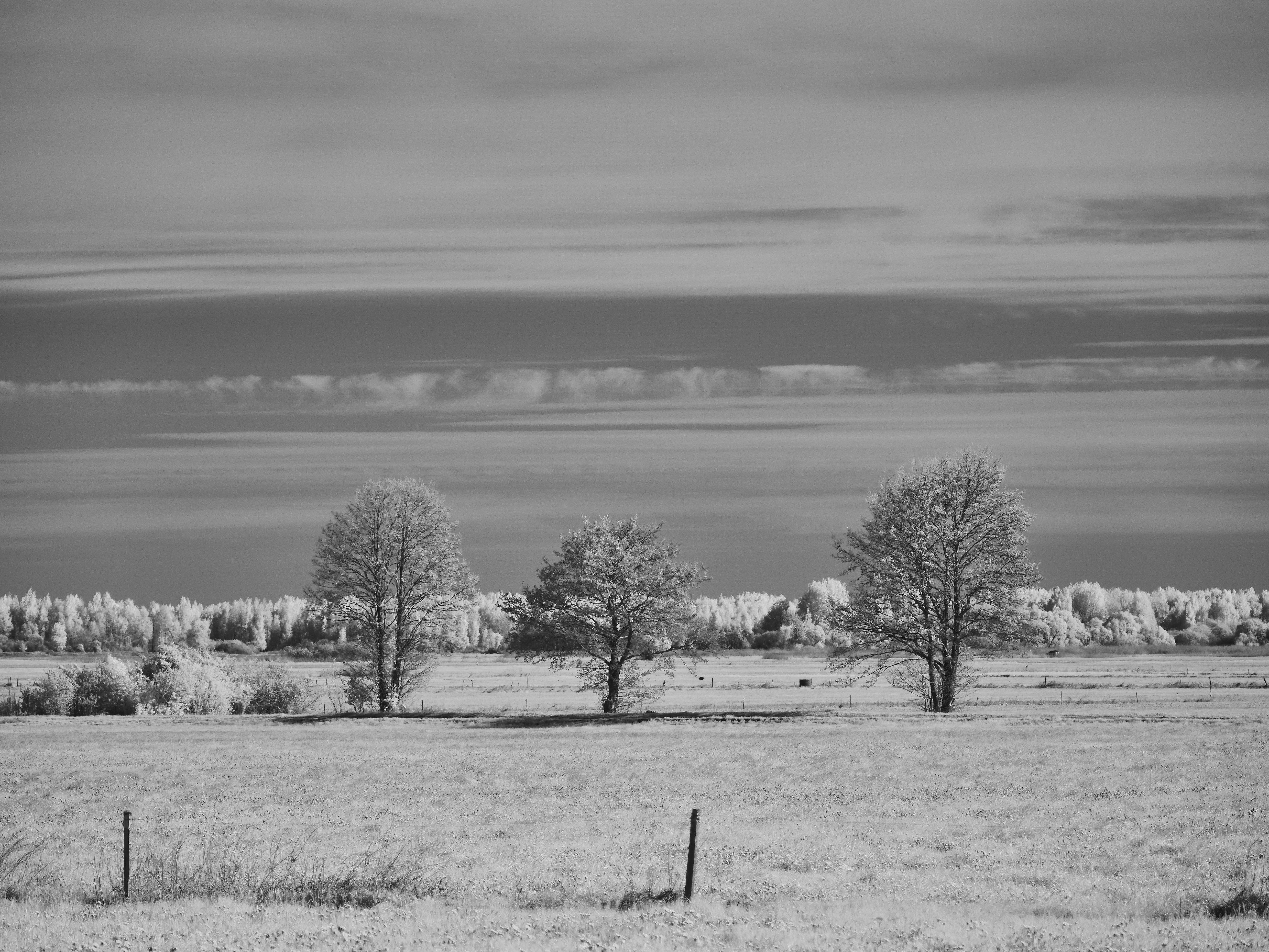 Snowbound Line: Trees in a Quiet Field Under a Wide Sky