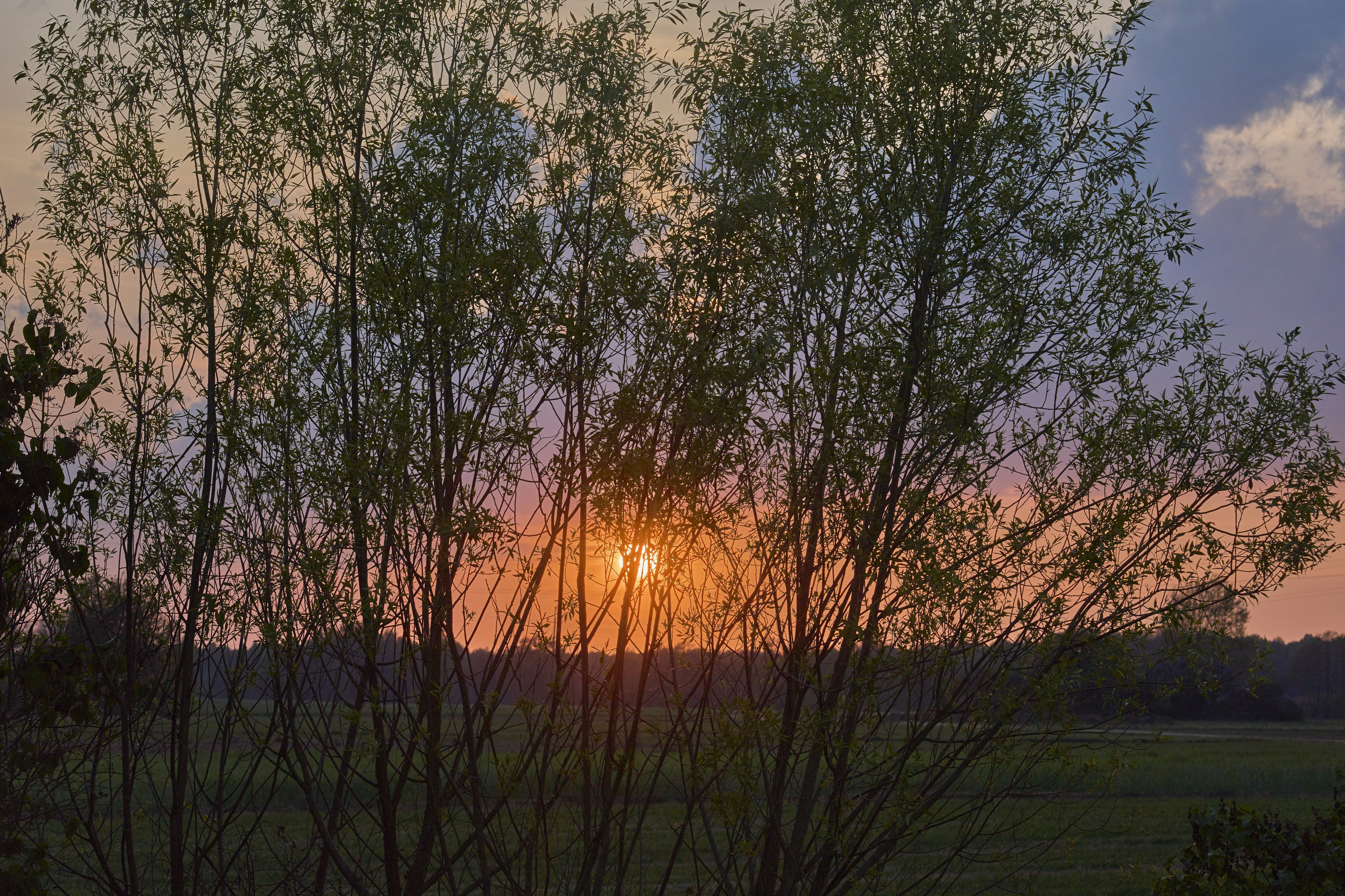 Sunlit Silhouette: Sunset Through a Wisp of Branches