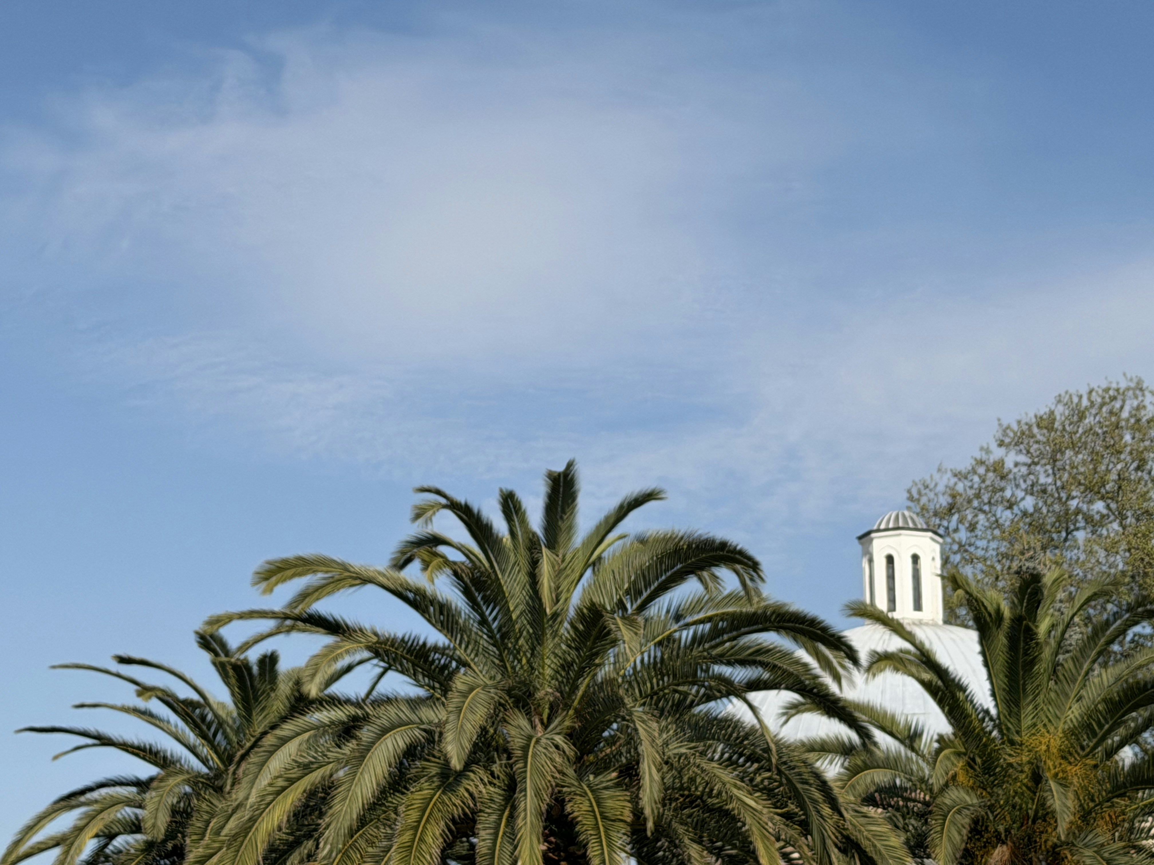 Palm Canopy Under a Clear Sky With a White Bell-Towered Structure