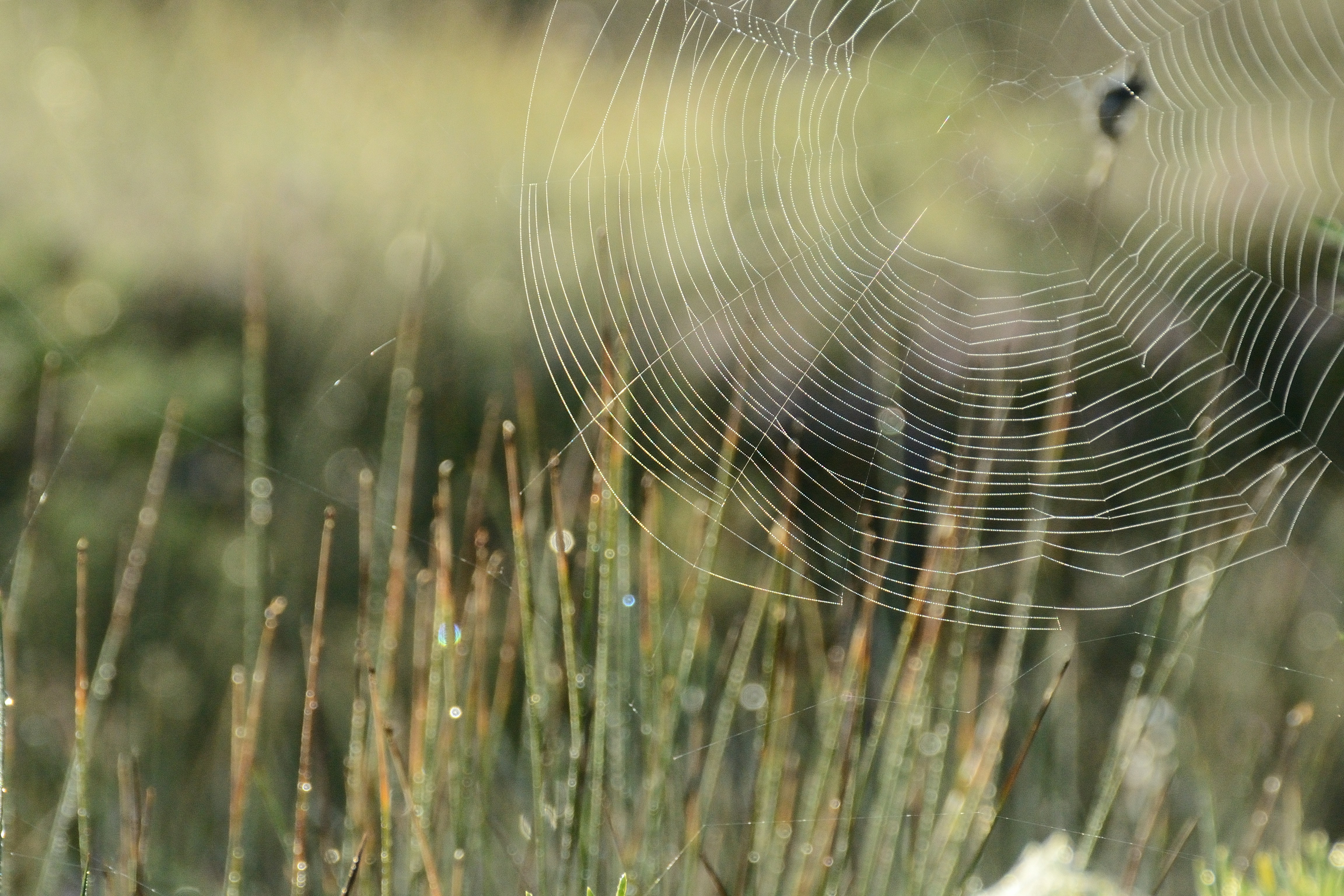 Gossamer Spotlight: Spider Web Crown in Dew-Kissed Grass