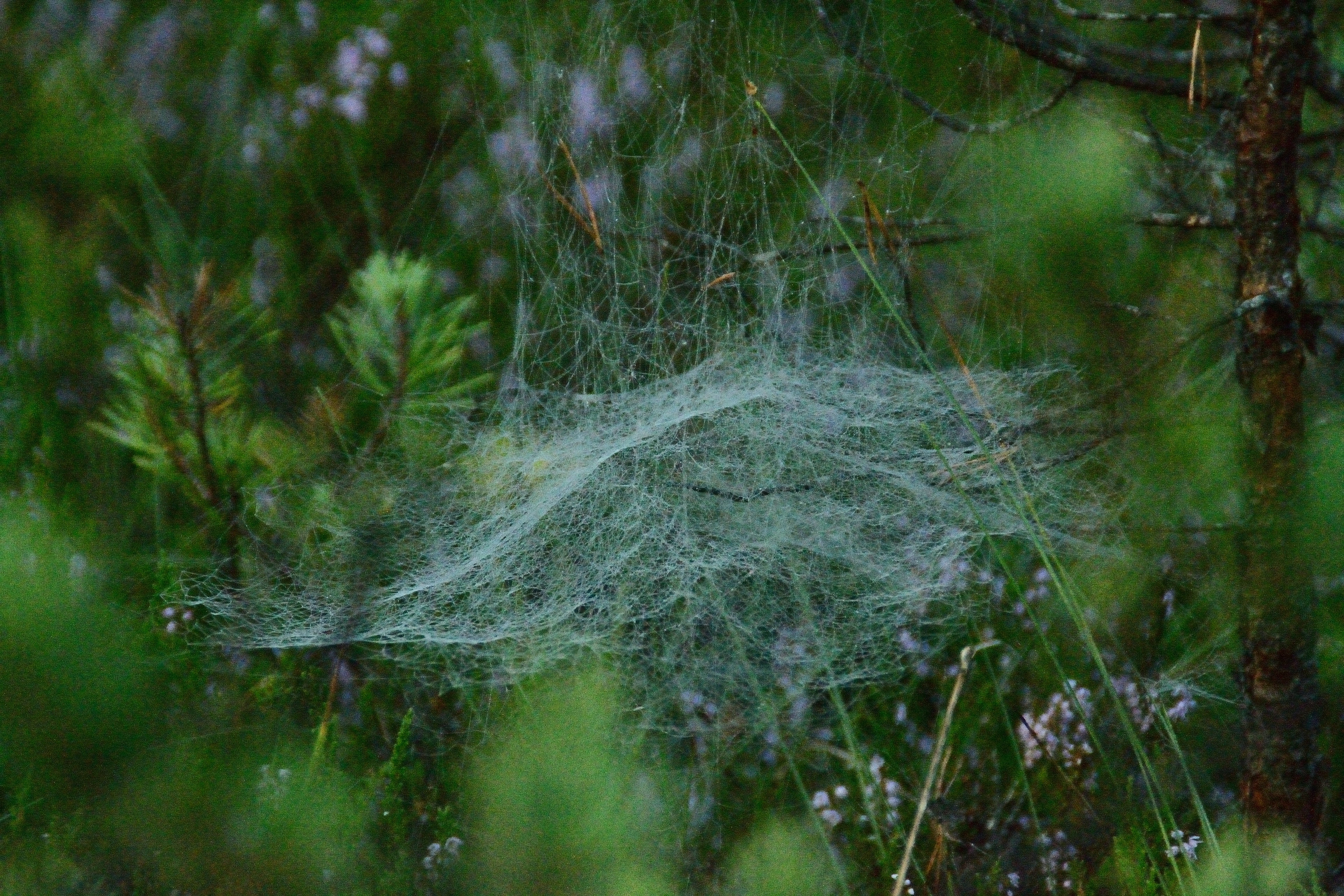 Spider Silk Between Pine Needles: A Quiet Web in the Green