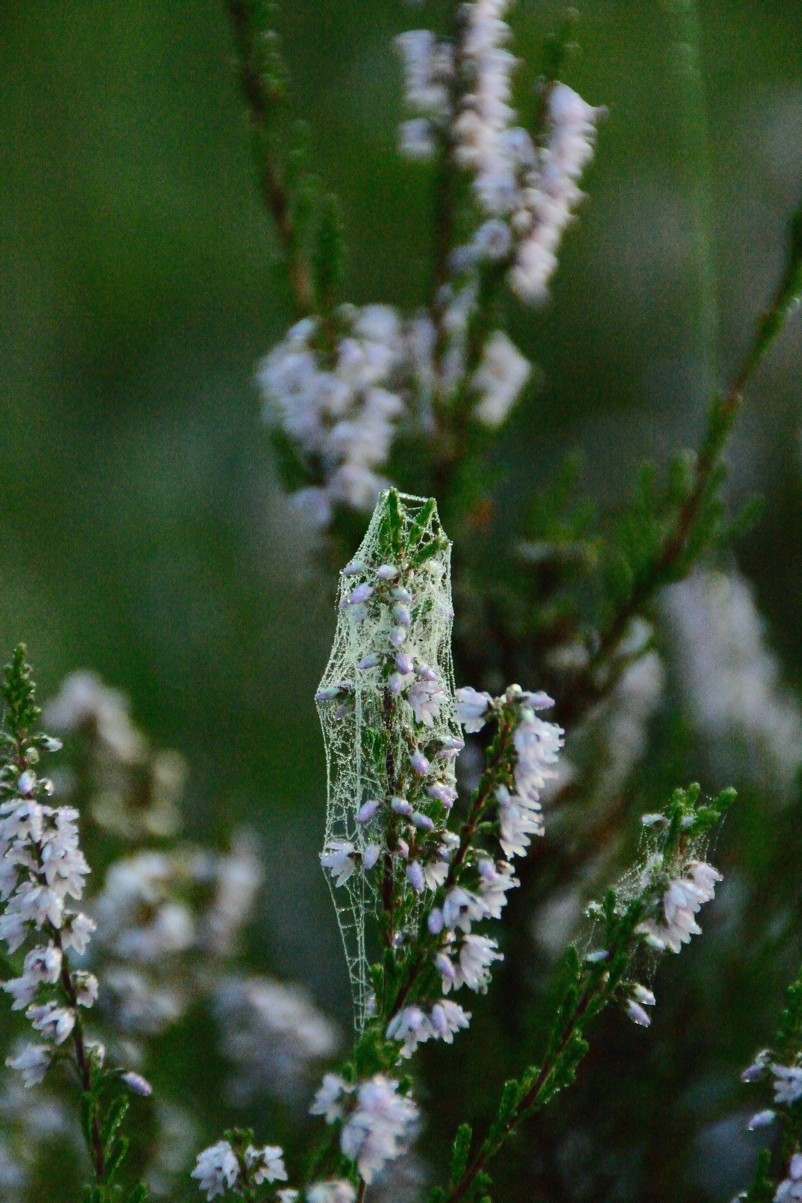 Silken Web on Lavender Blooms