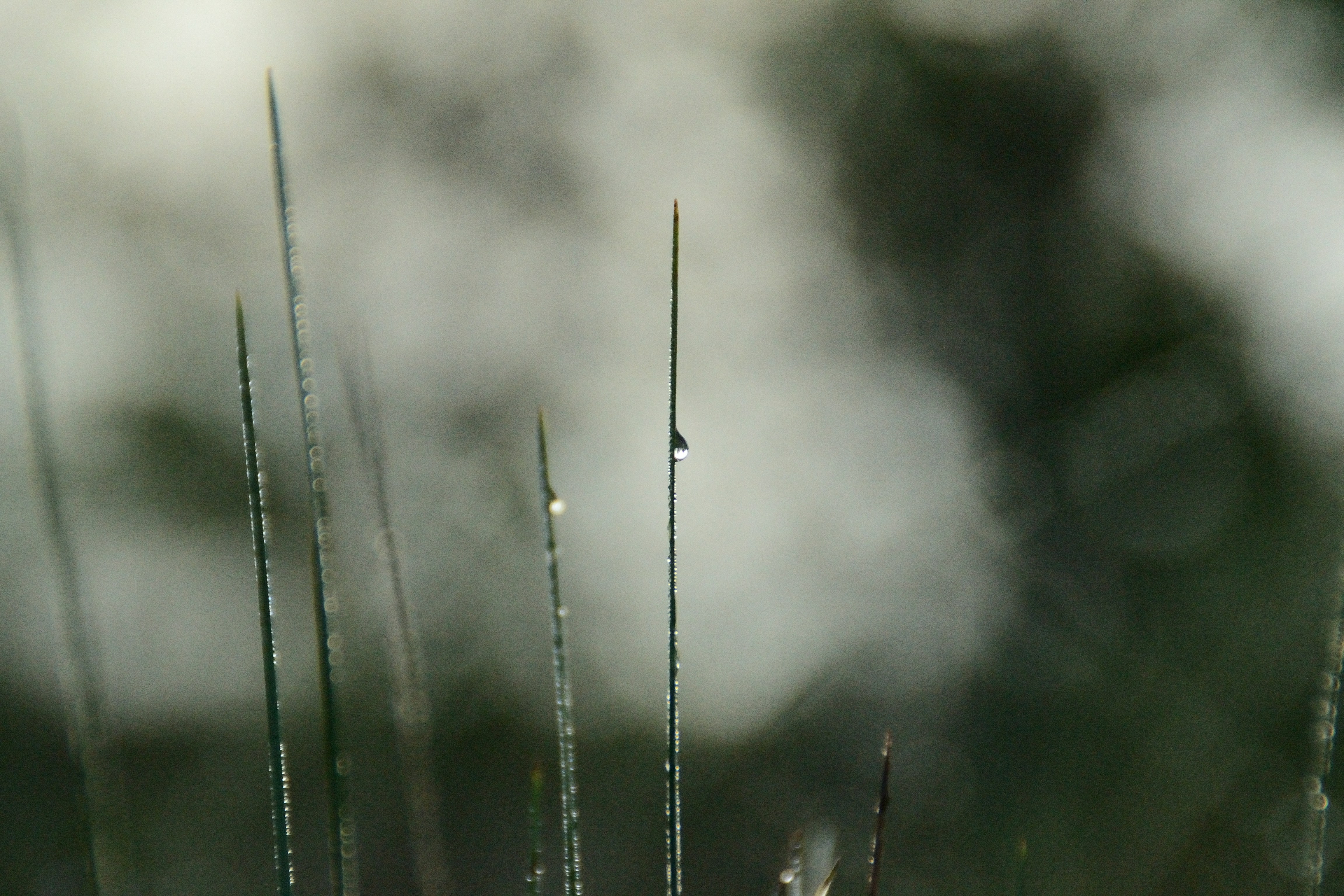 Dew-Kissed Grass Blades: Morning Quiet in a Misty Meadow