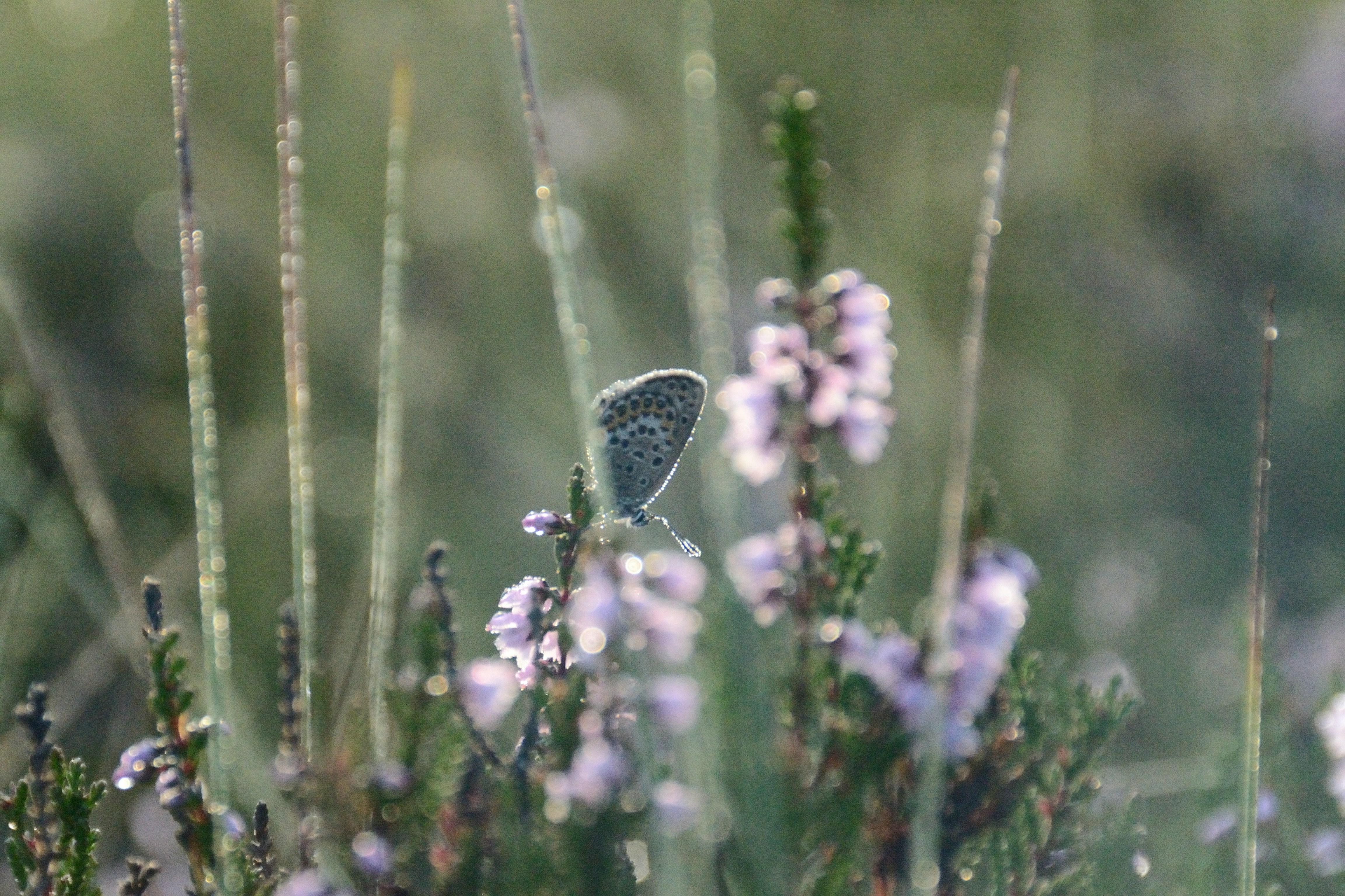 A Delicate Glimpse: Blue Butterfly Resting Among Lavender Hues