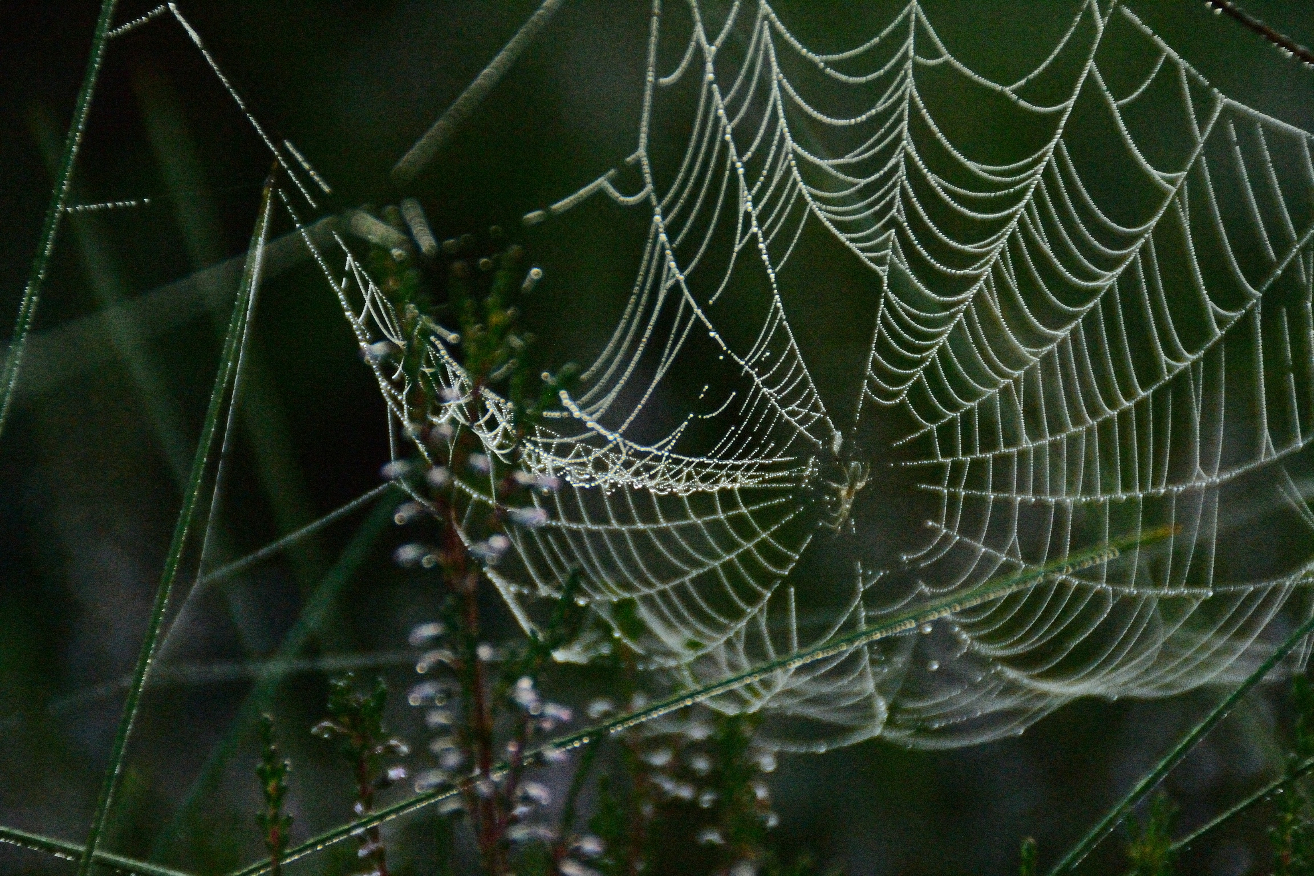 Dew-Kissed Spider Silk Woven Across Morning Grass