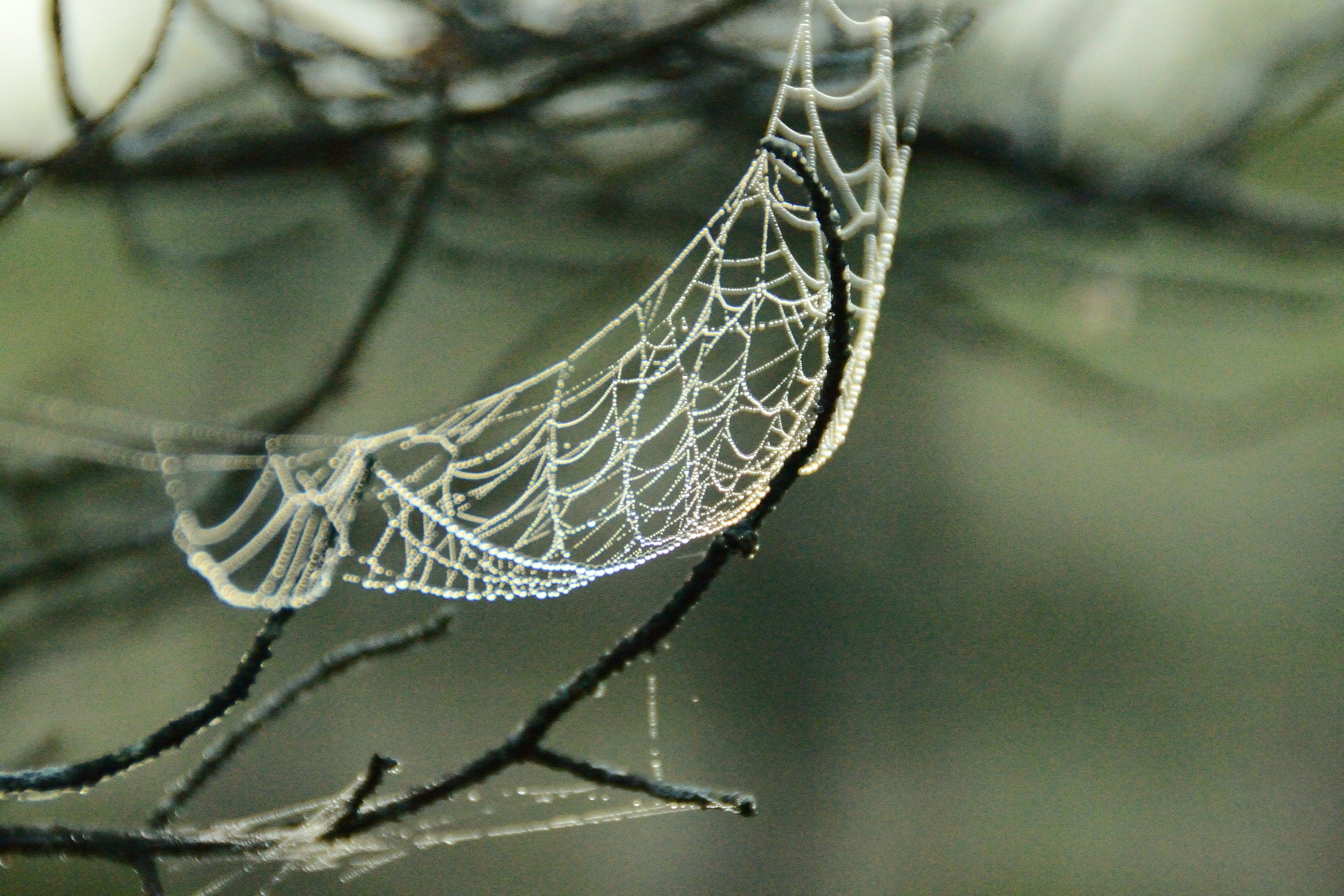 Dew-Kissed Spider Silk: A Fragile Web Between Branches