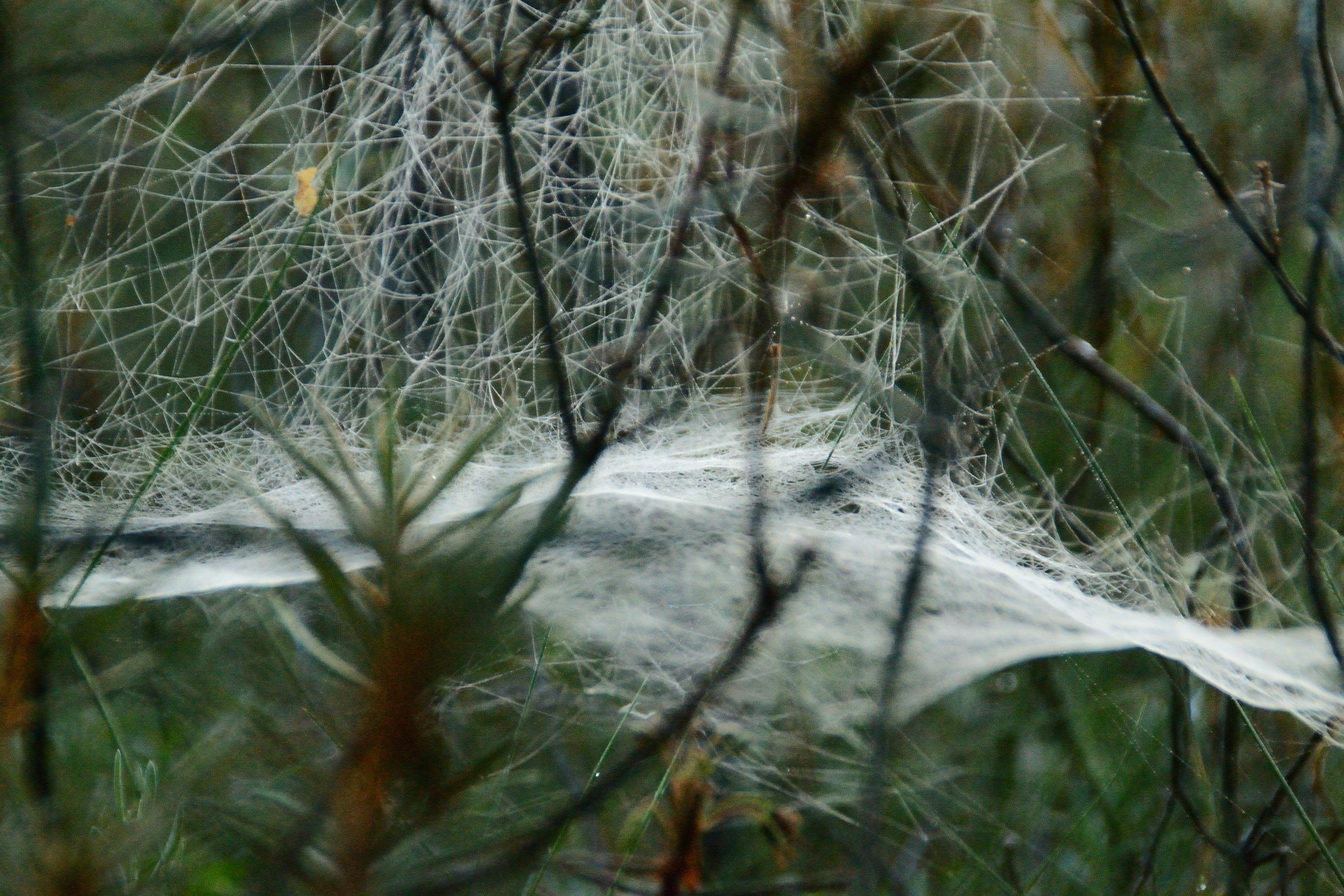 Silken Veil: Spider Silk Across a Foggy Thicket