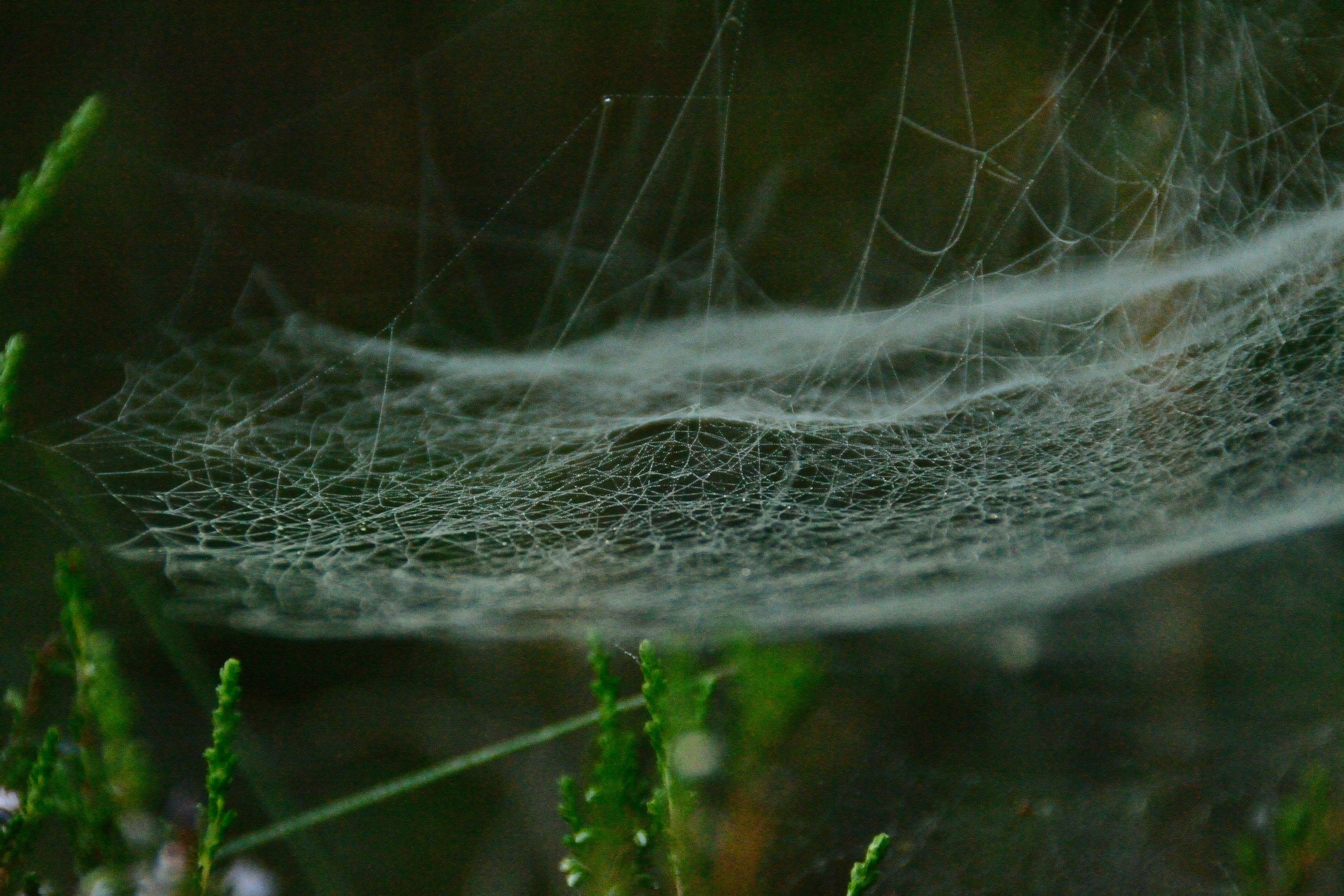 Whispered Threads: Spider Silk Across Mossy Fronds