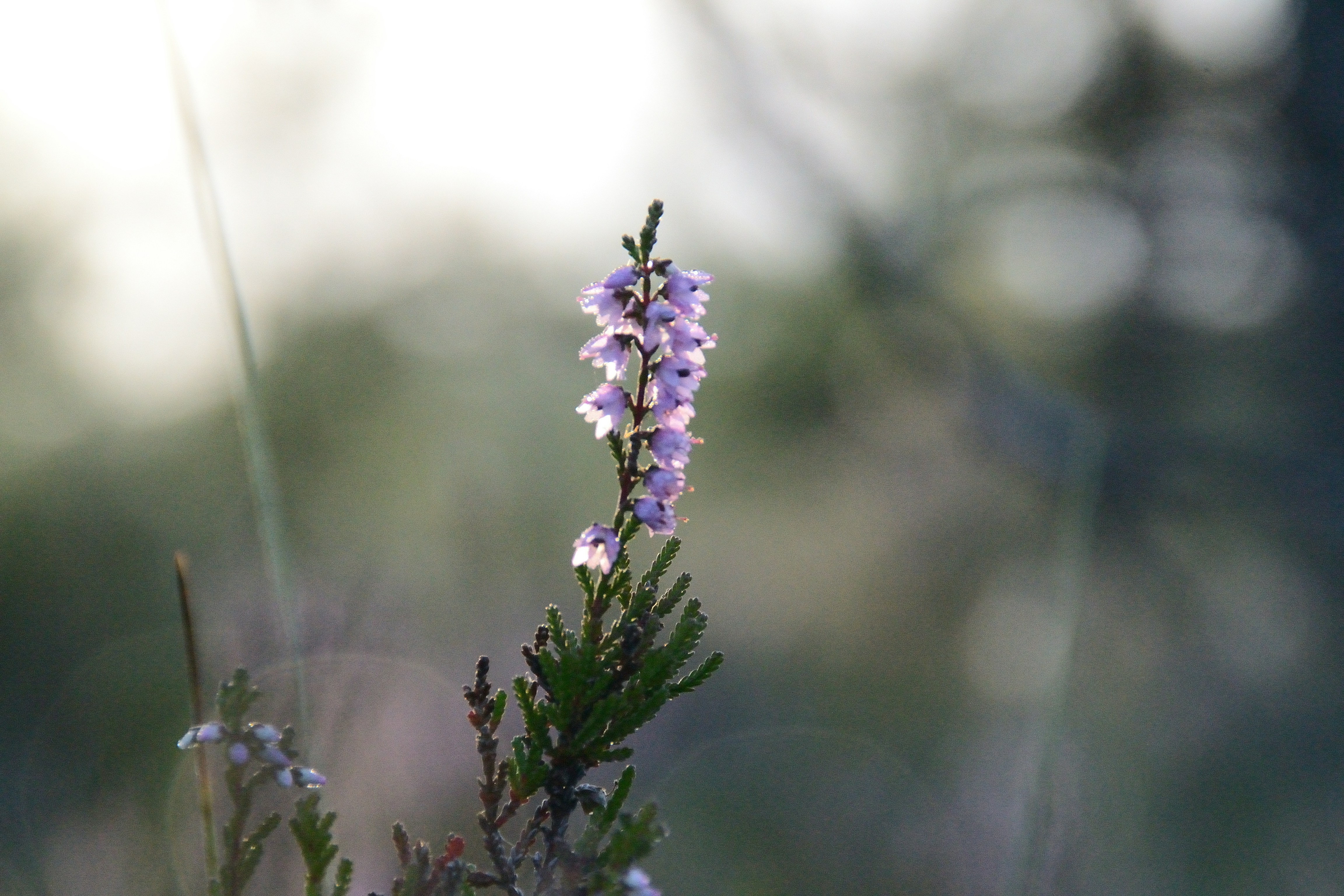 Lip-fringed Lavender Spike in Soft Backlit Bokeh