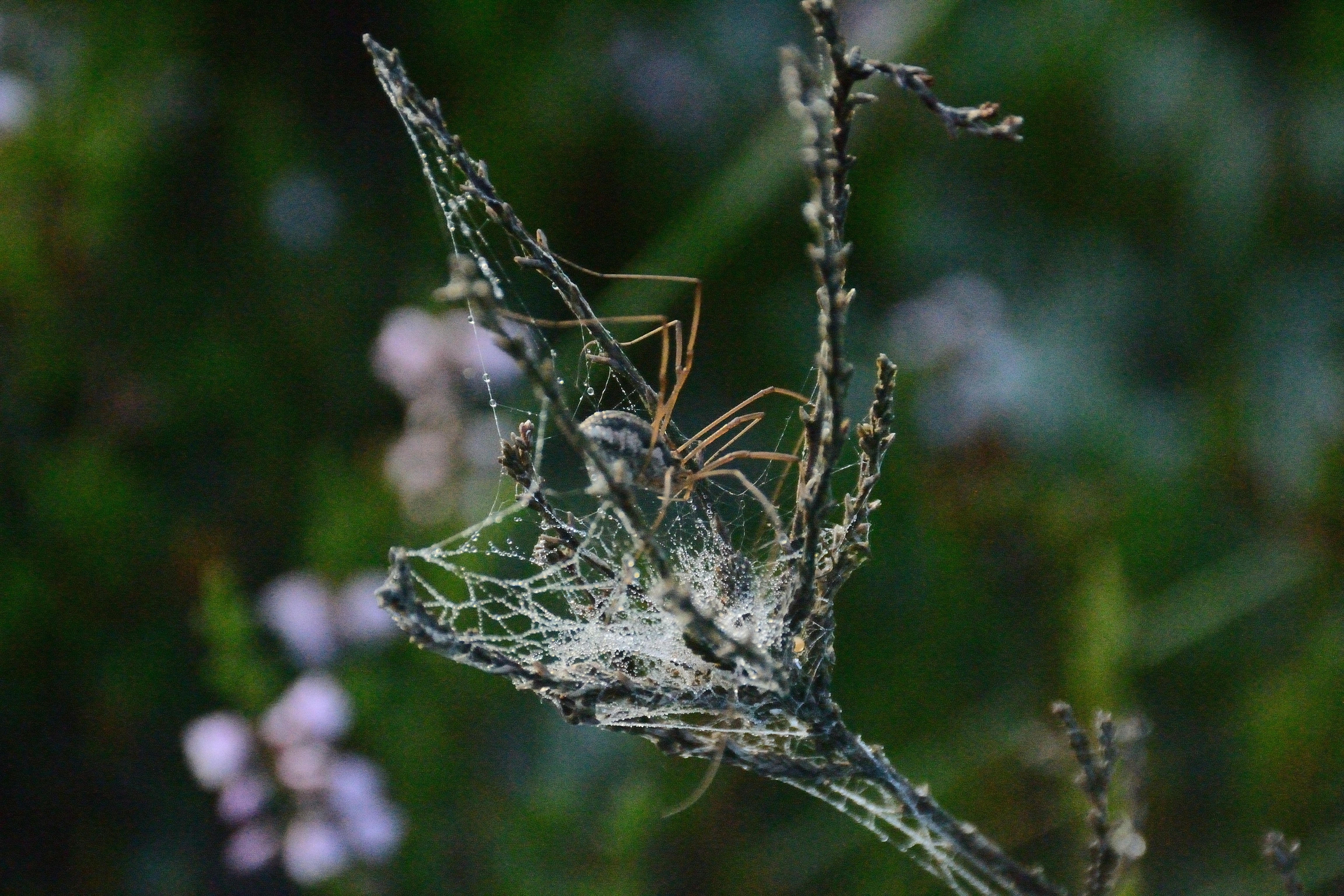 Spiderweb Veil: Dew-dusted Silk Between Ferns