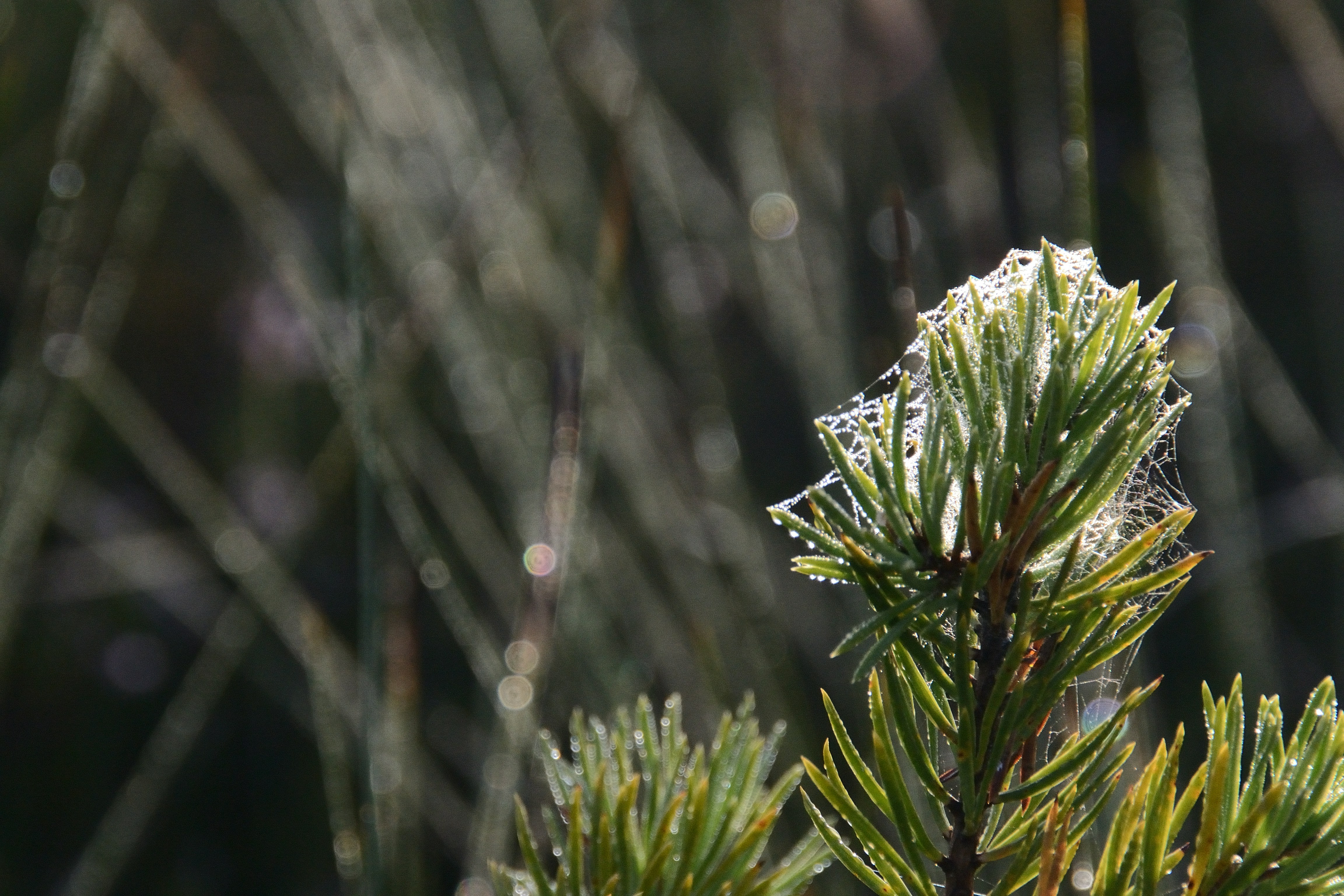 Dew-kissed Pine Crown Reaching Toward Morning Light